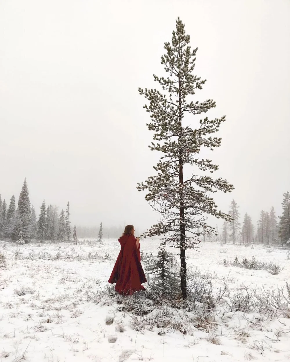 Pajun käyttöopas | Ohjeet keräykseen ja valmistukseen — Pohjoisesta ...