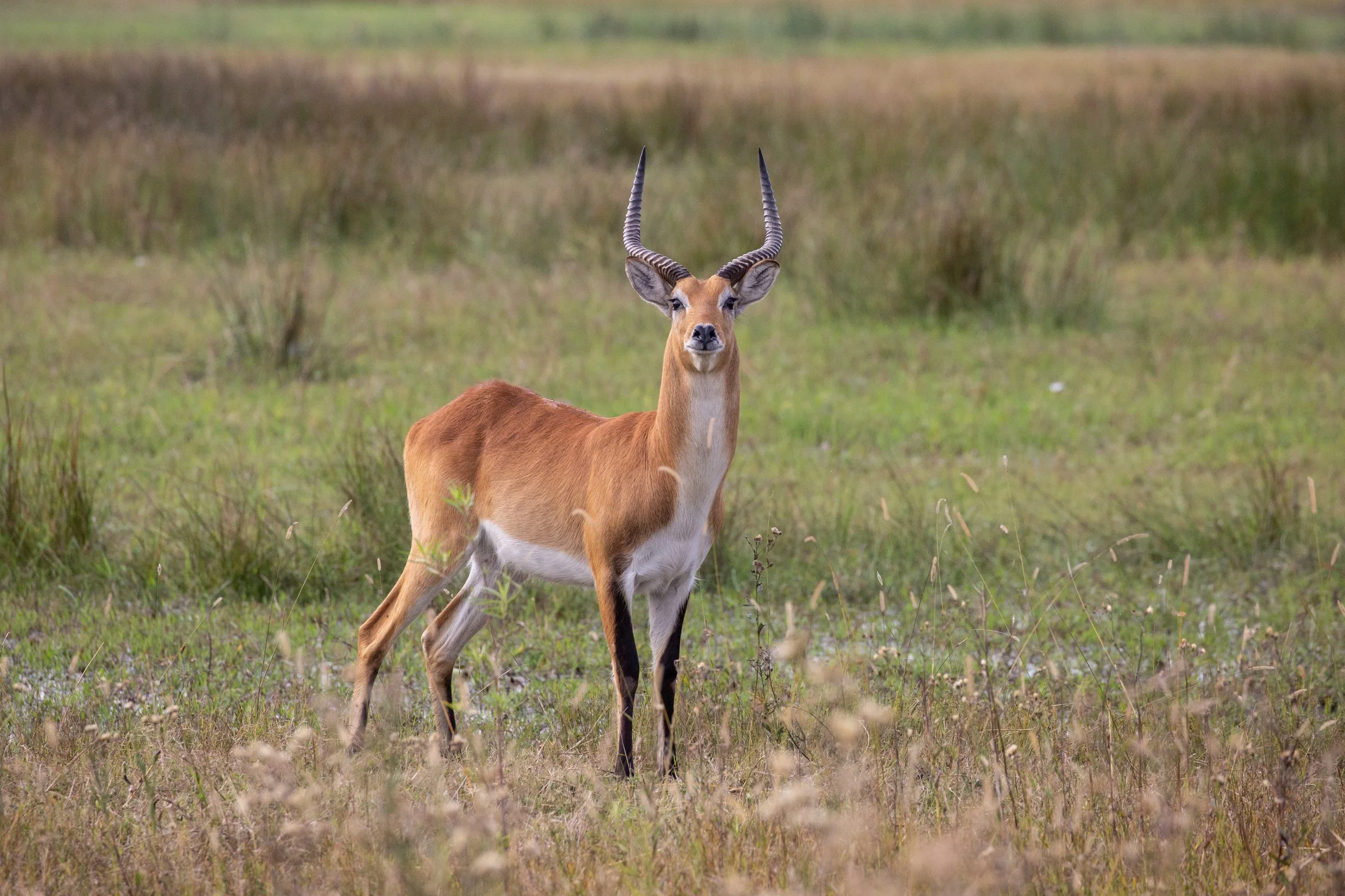 General 2 — Simply Africa