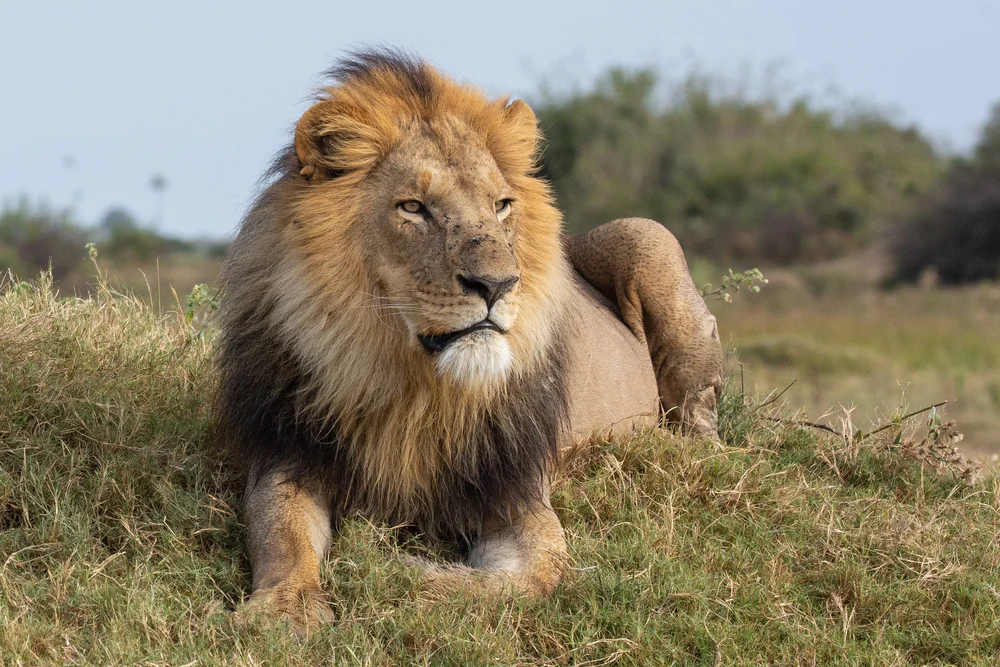 Simply Africa