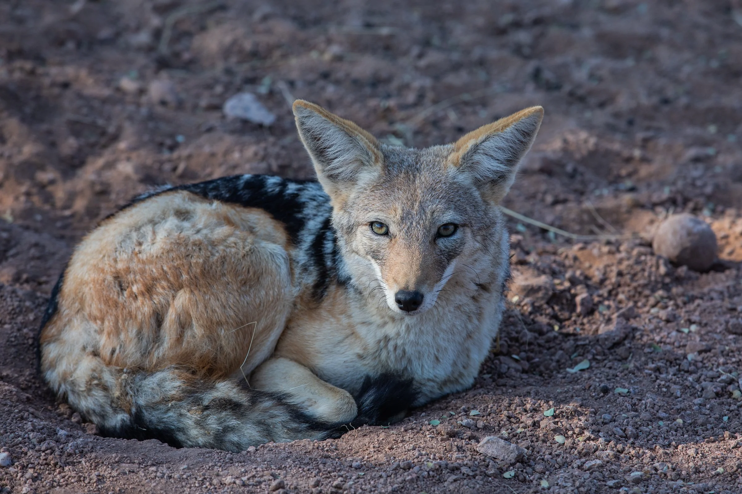 General 2 — Simply Africa