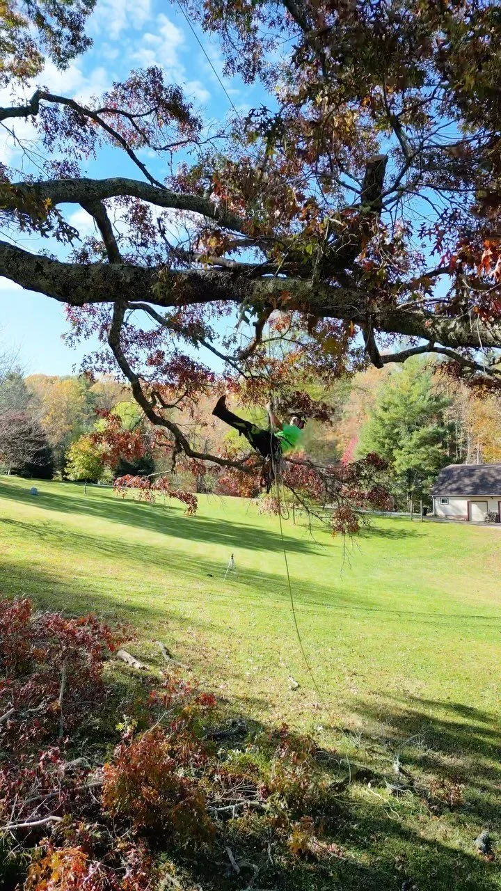 Craig's Tree Service