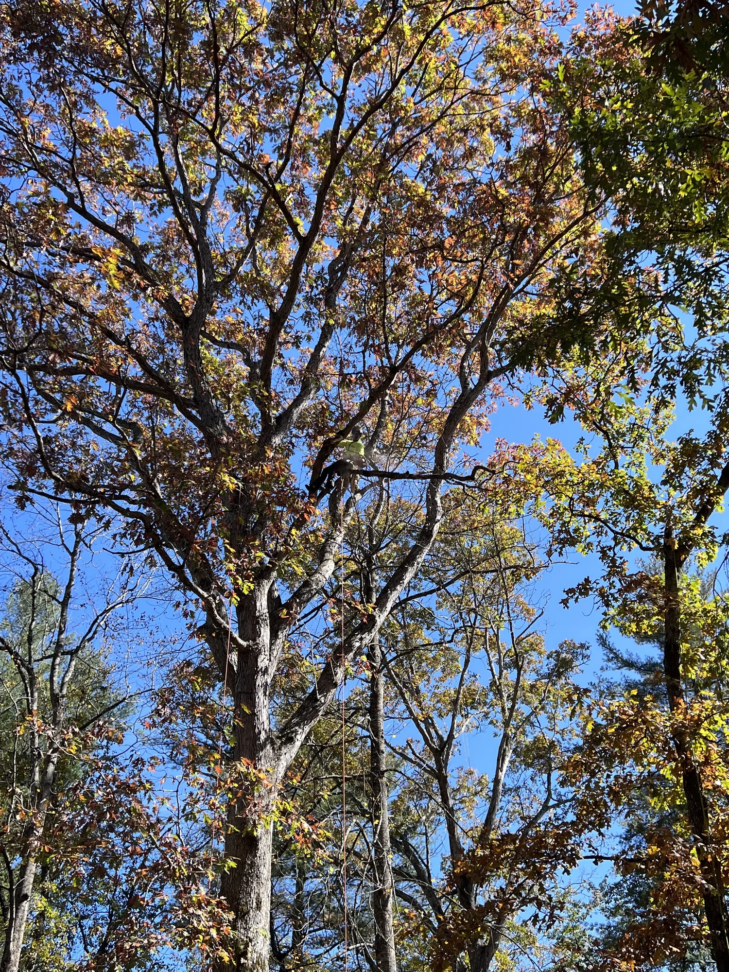 Craig's Tree Service