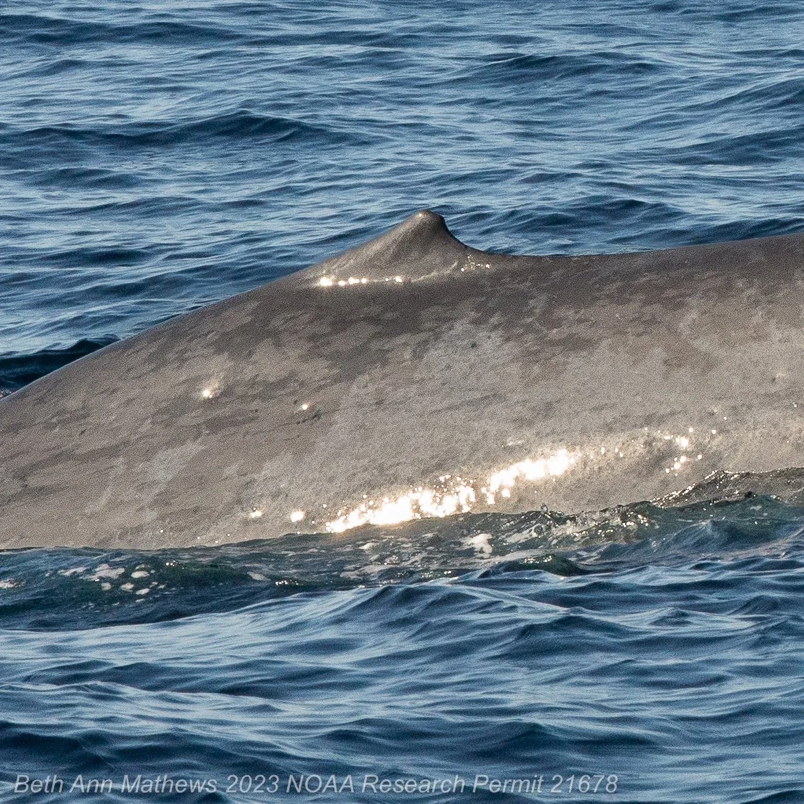 Big Water, a Blue Whale, and a Sad Discovery — Beth Ann Mathews, author ...