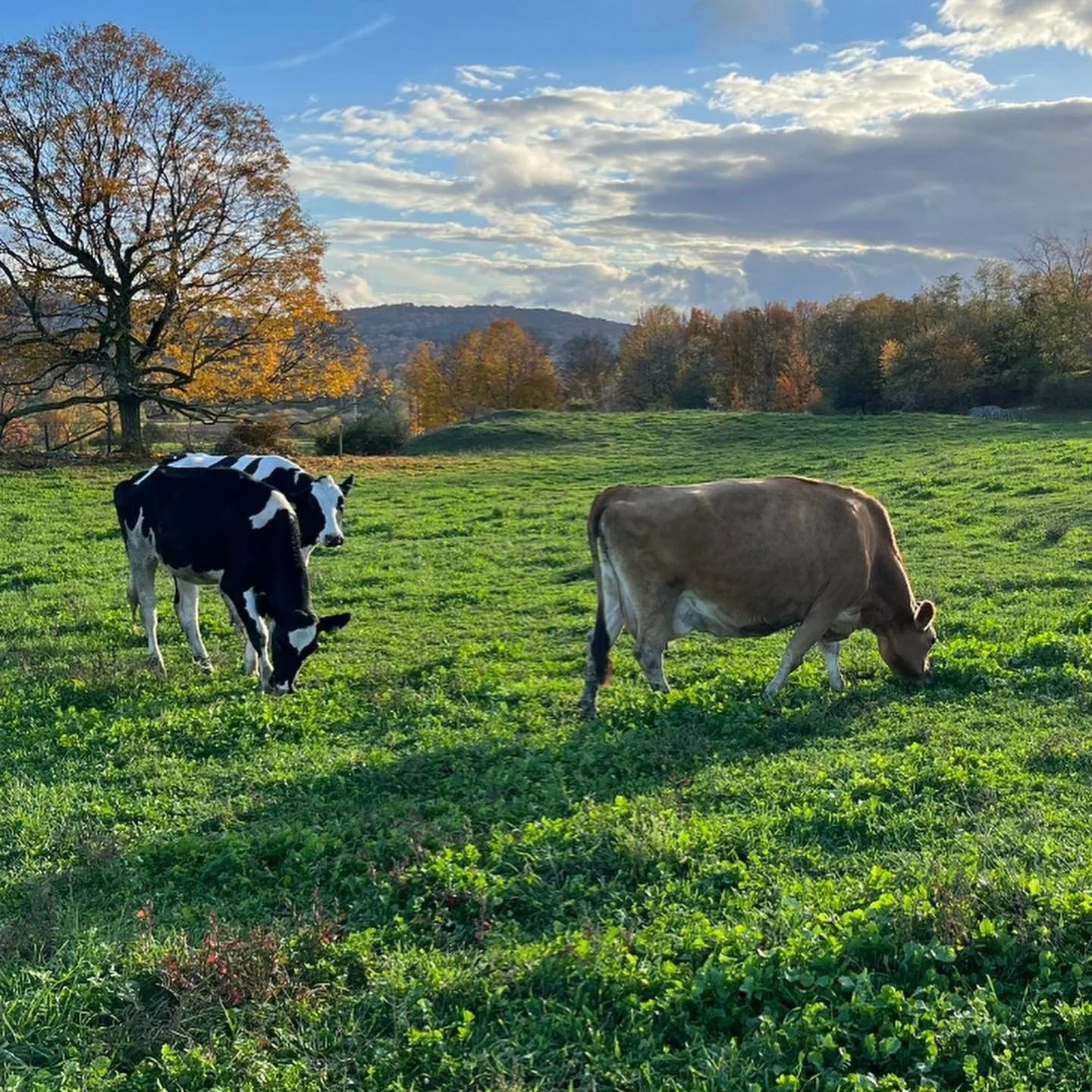 Millbrook Beef and Dairy | Locally Pasture-Raised | Milk High in ...