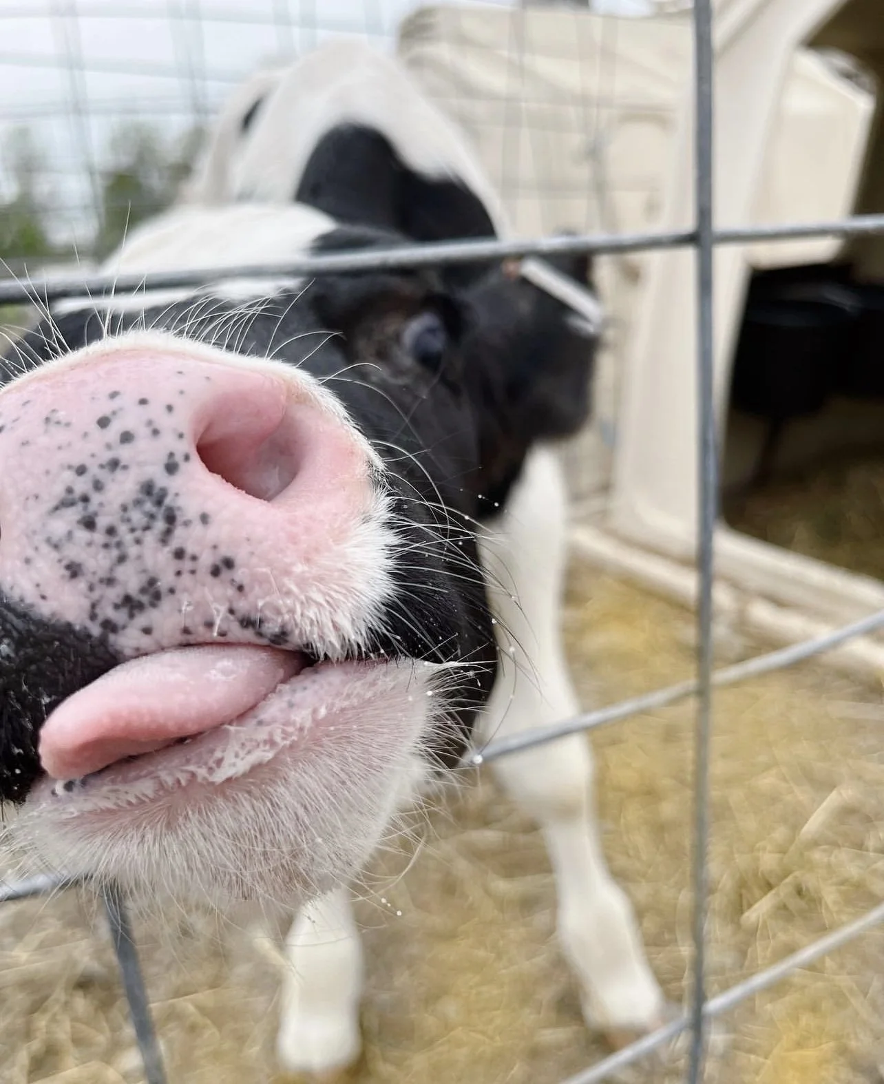 About — Millbrook Beef and Dairy