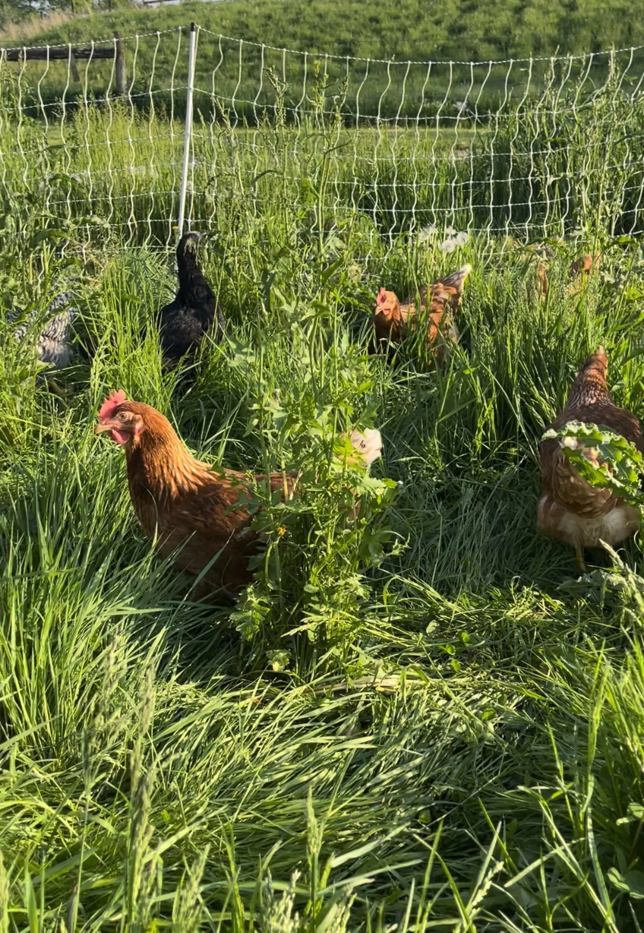 About — Millbrook Beef and Dairy