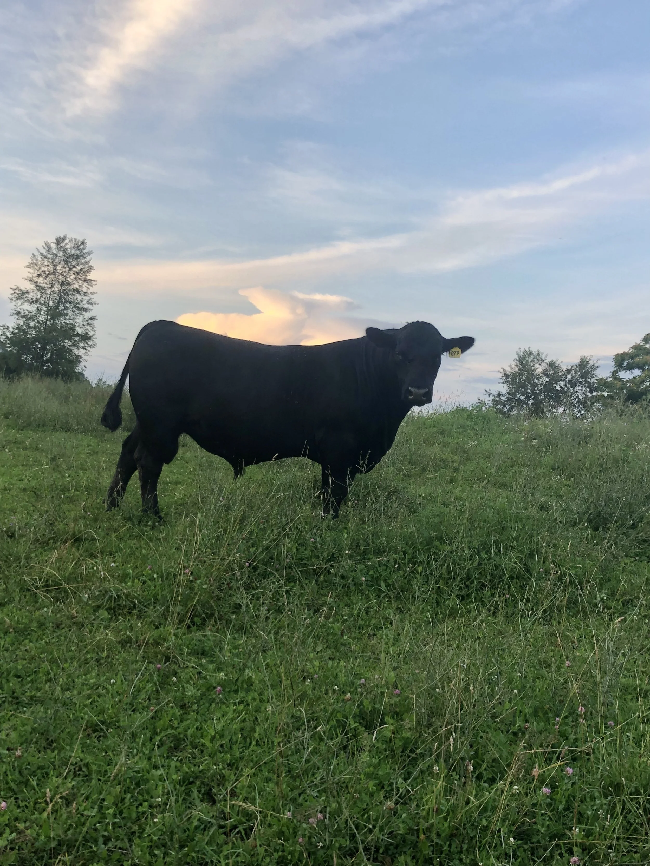 About — Millbrook Beef and Dairy