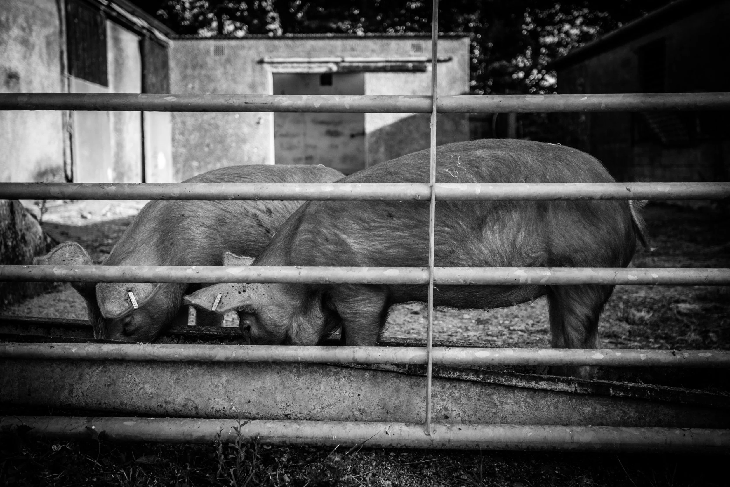 Facilities Trevayne Farm — Trevayne Farm
