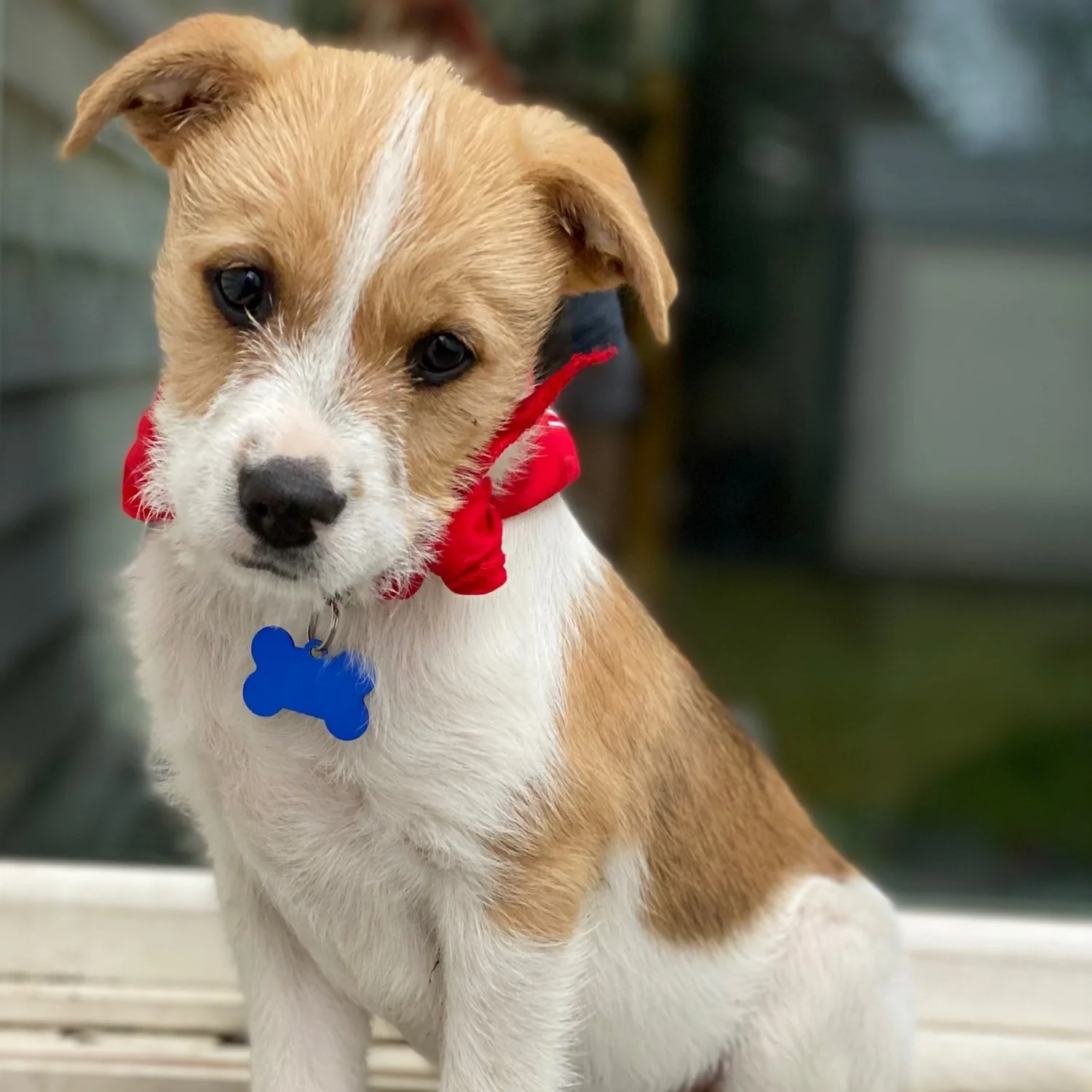 Adoption process — One Tail At A Time PDX