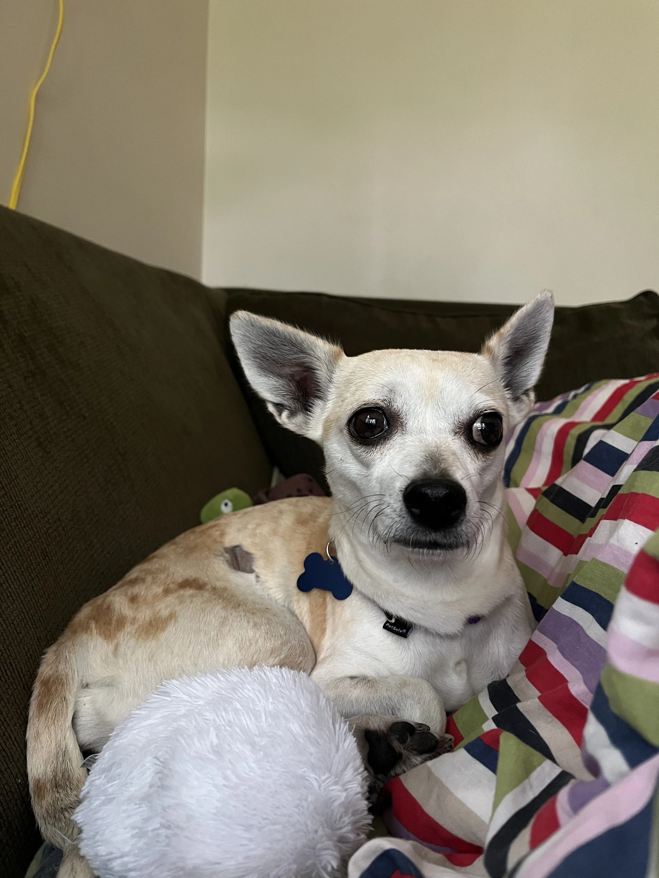 Available dogs — One Tail At A Time PDX