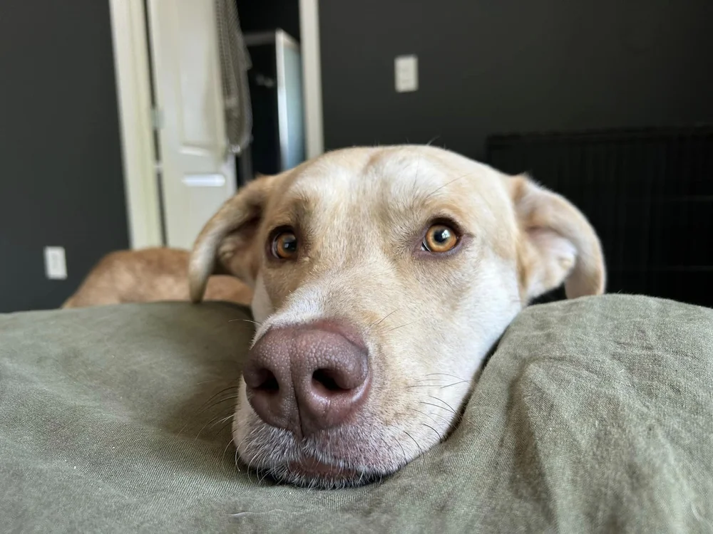 Harold — One Tail At A Time PDX