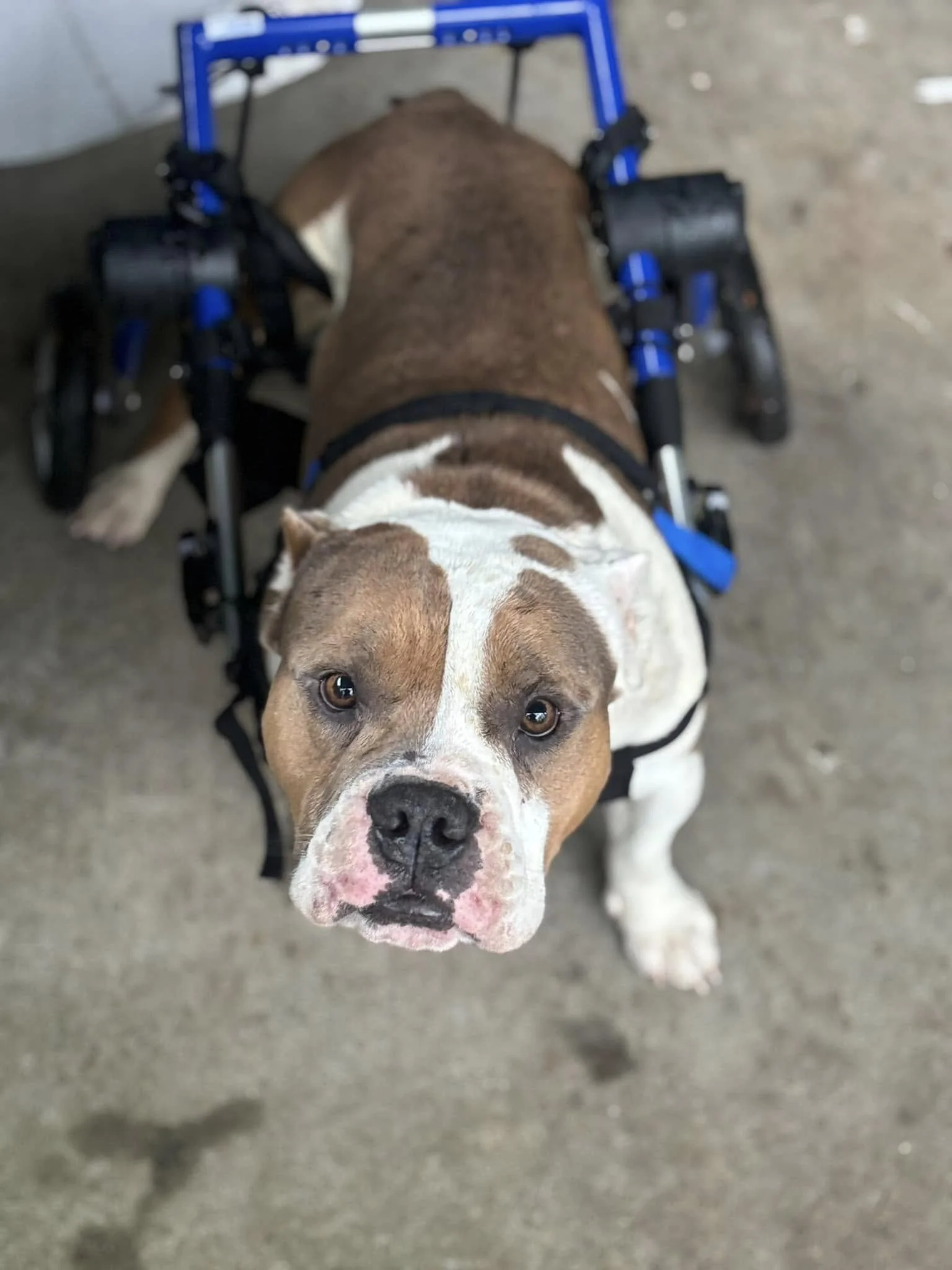 Available dogs — One Tail At A Time PDX