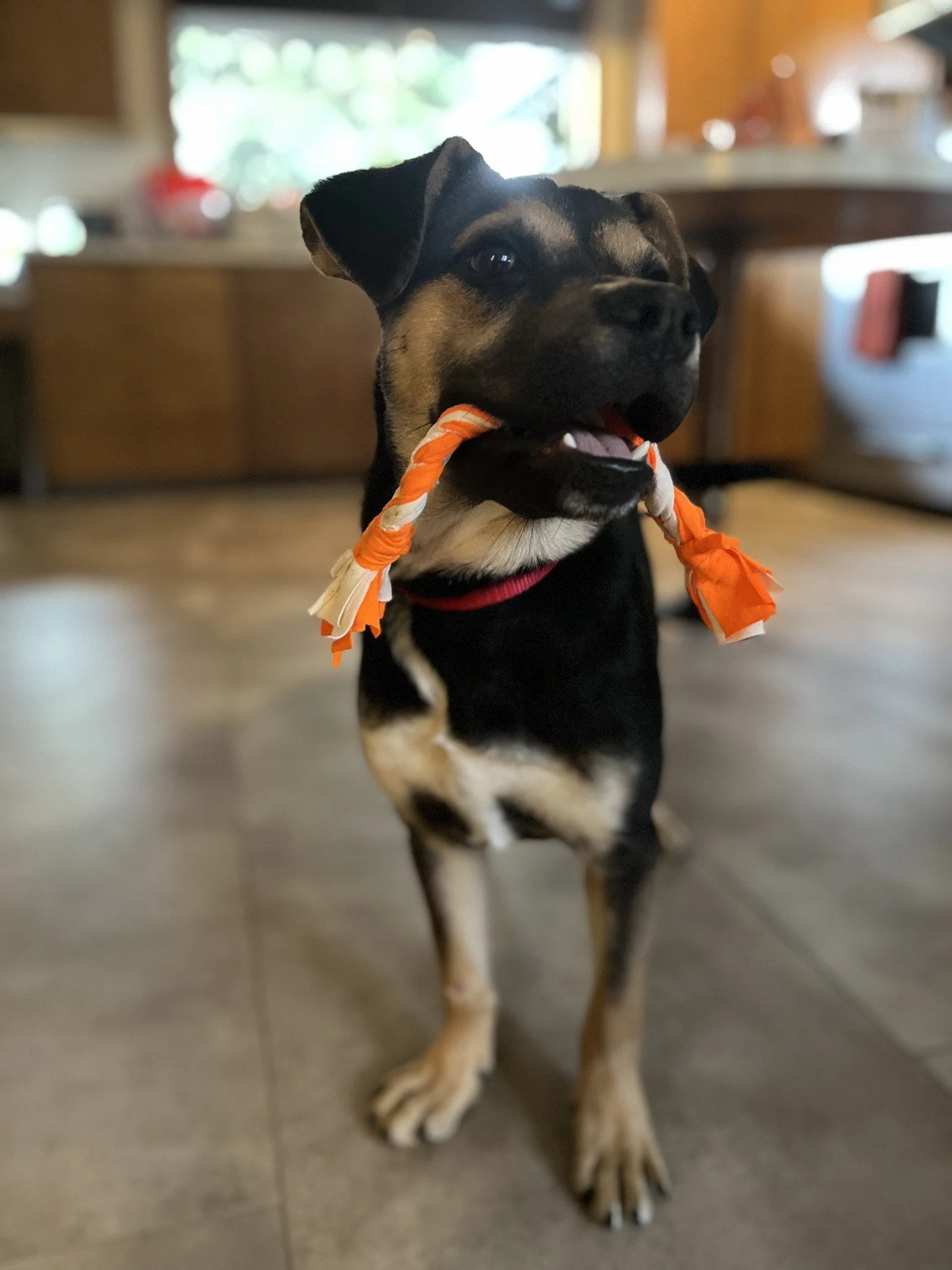 Available dogs — One Tail At A Time PDX