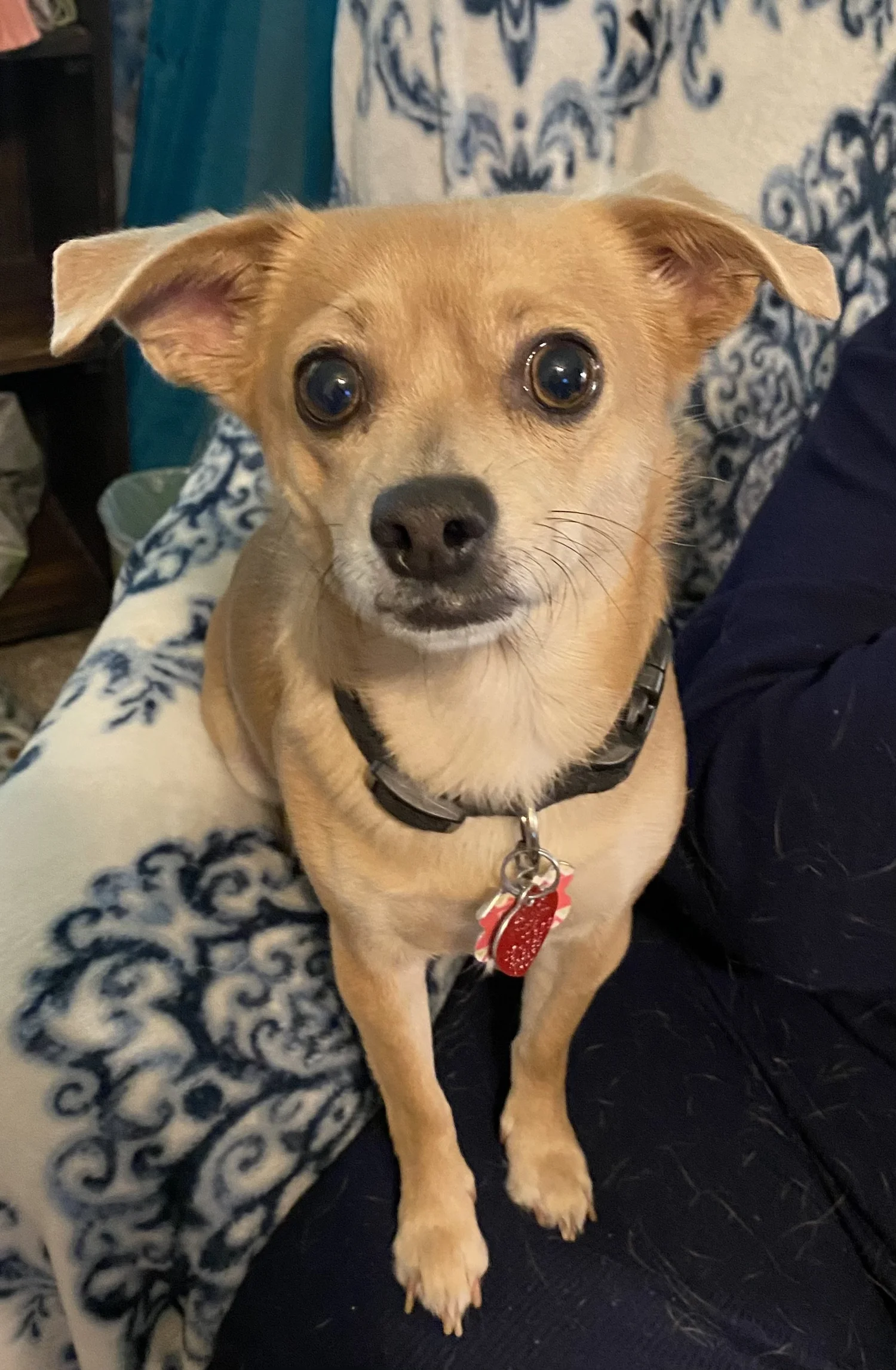 Ruby — One Tail At A Time PDX