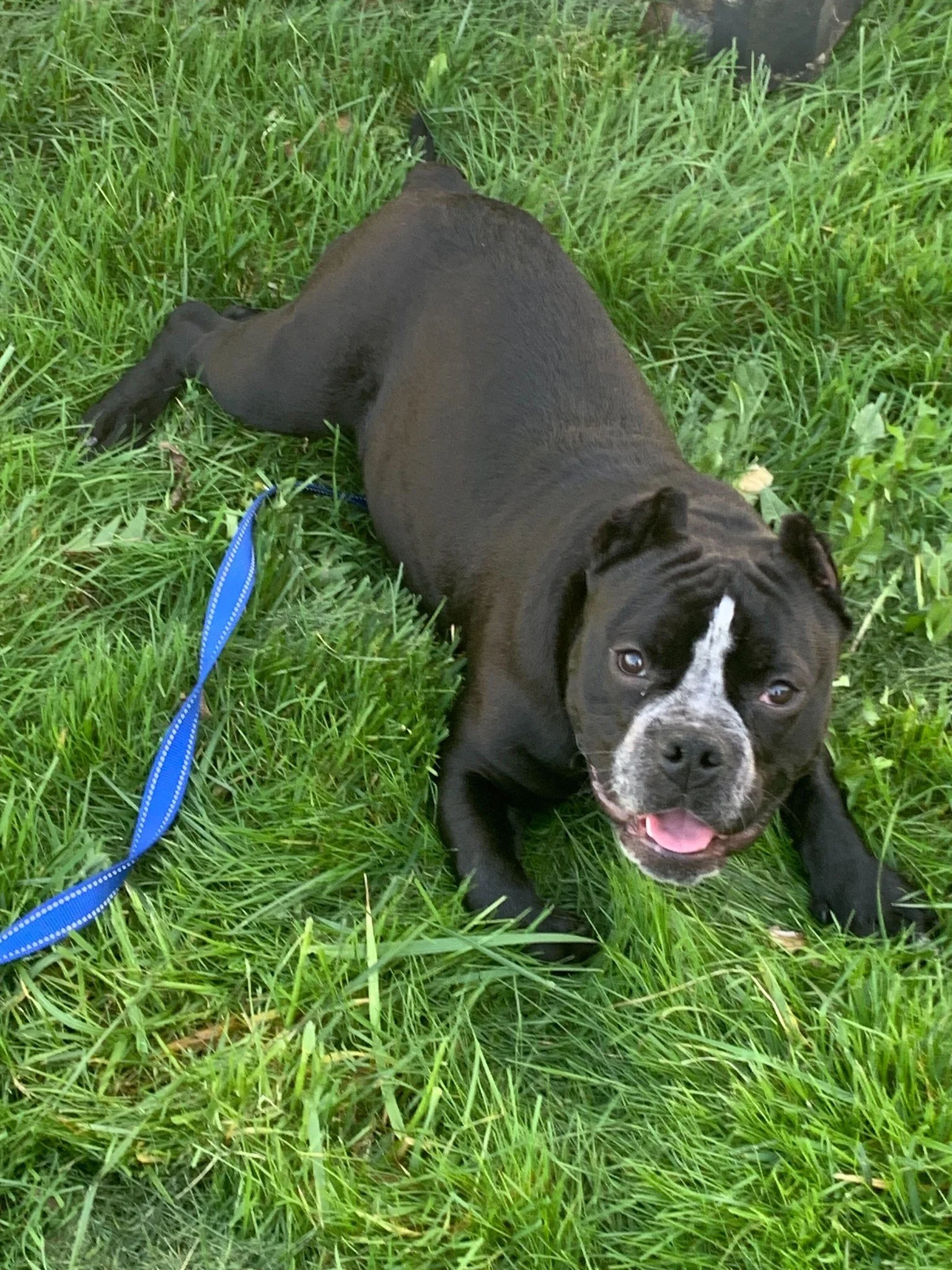 Available dogs — One Tail At A Time PDX