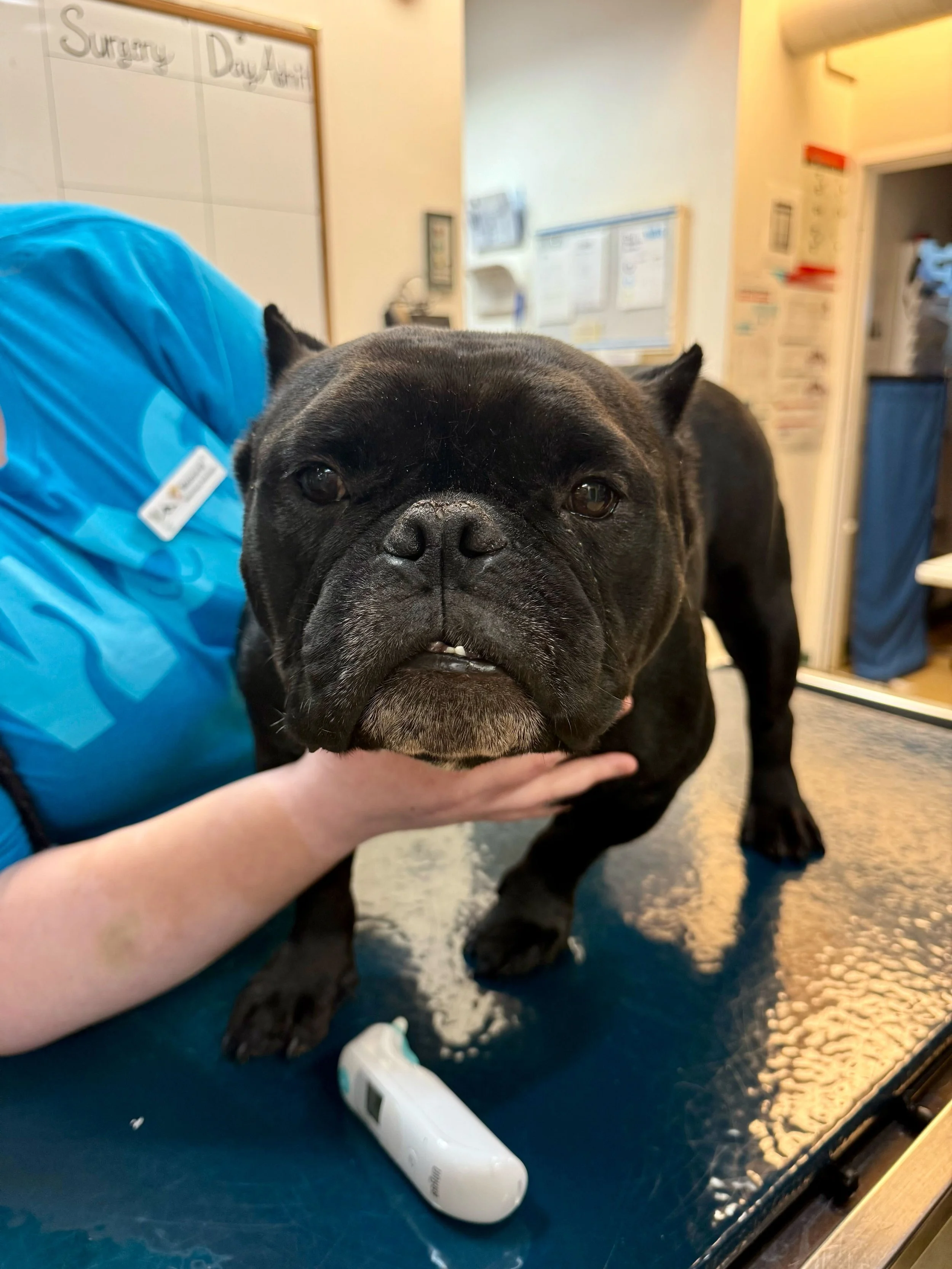 Bacon Beans — One Tail At A Time PDX