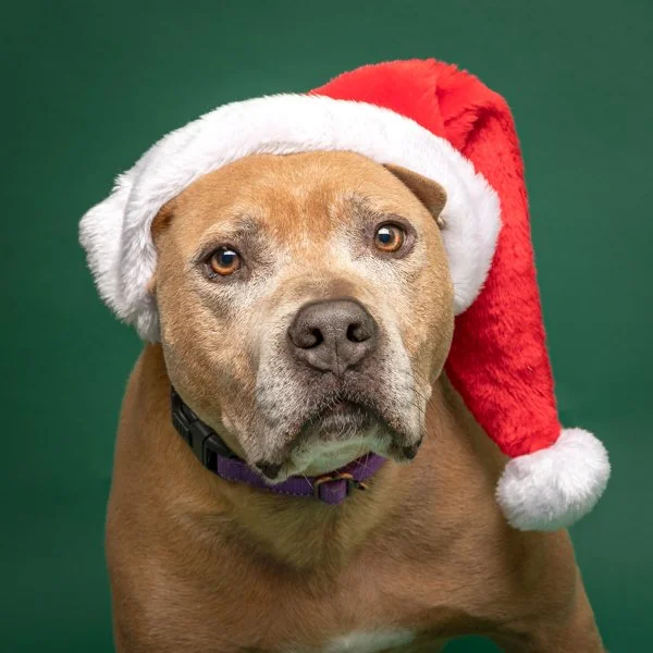 Opie — One Tail At A Time PDX