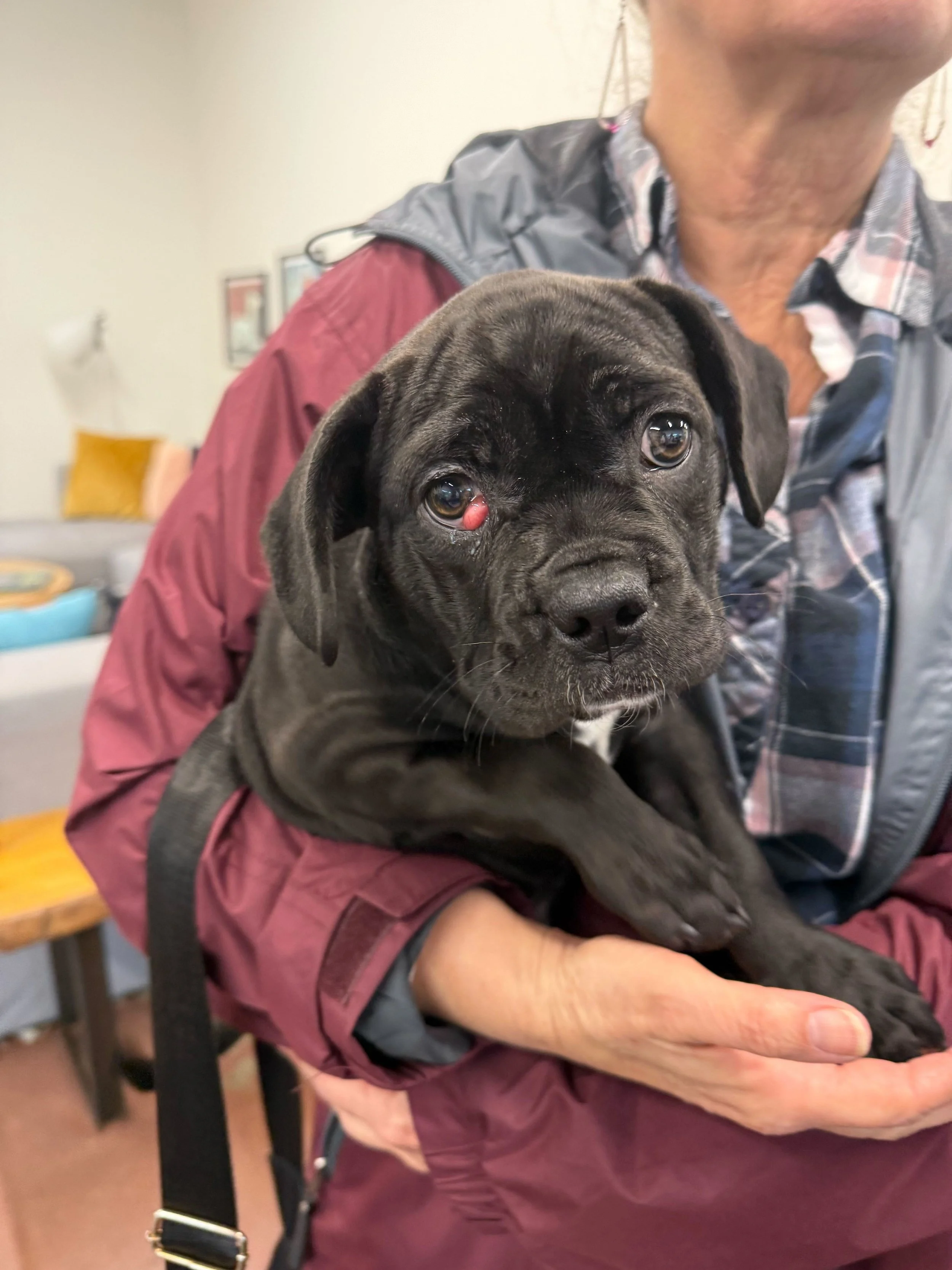 Eloise — One Tail At A Time PDX