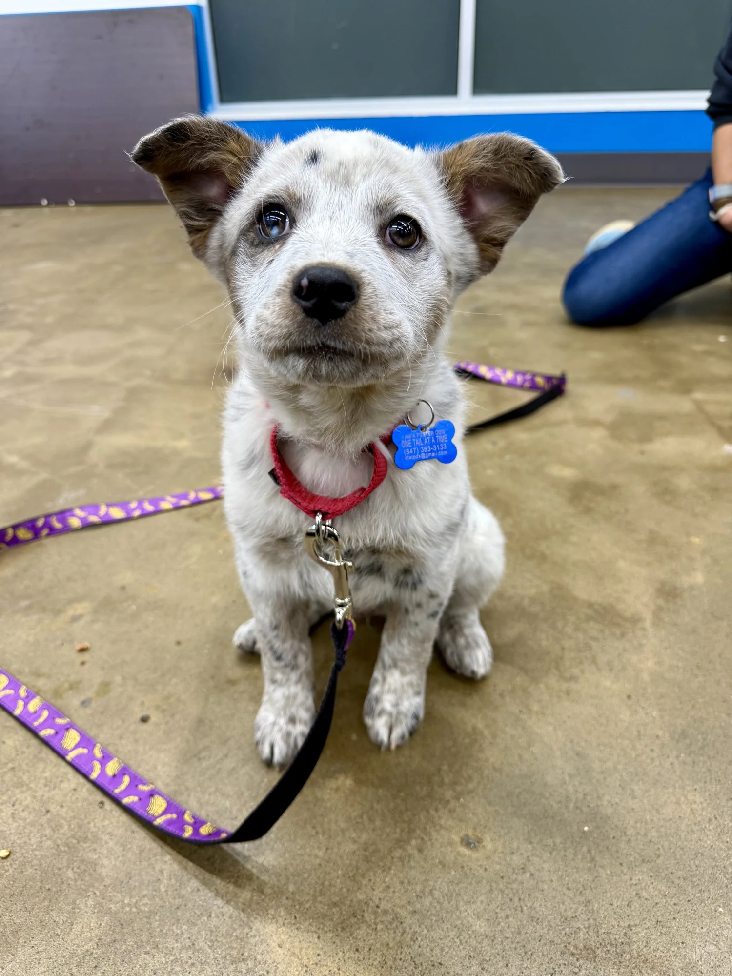 Bailey — One Tail At A Time PDX