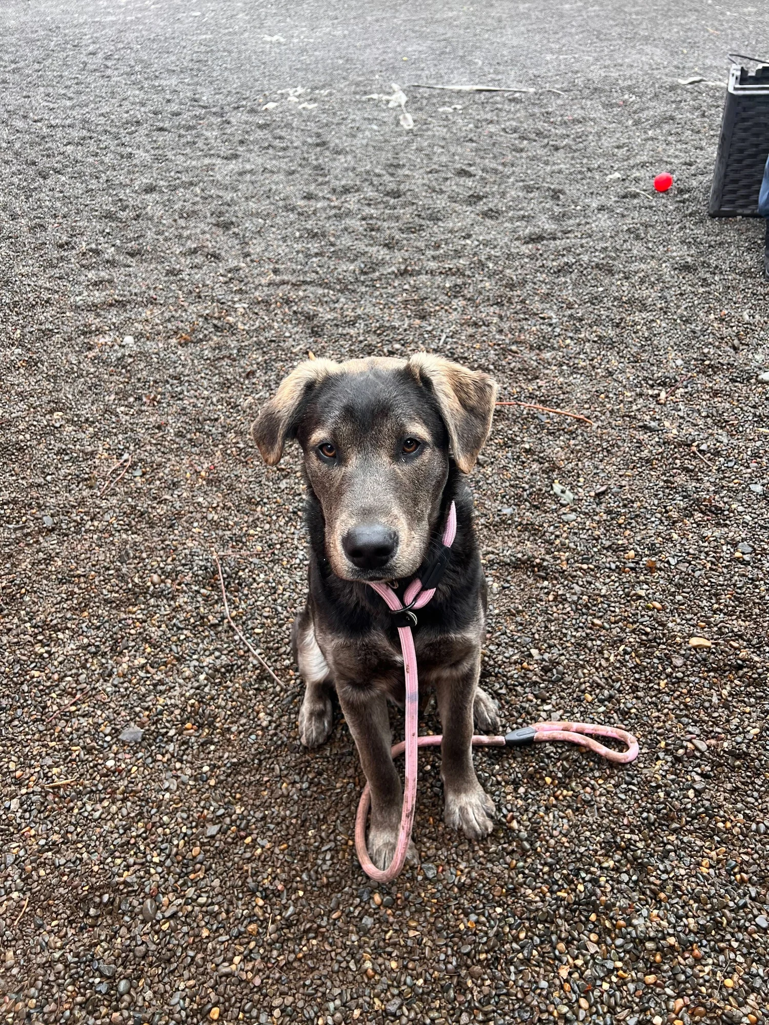Bogart — One Tail At A Time PDX