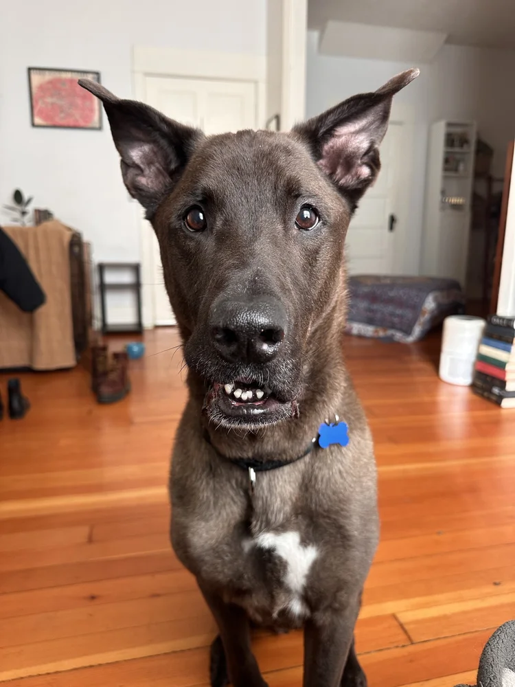 Bugles — One Tail At A Time PDX