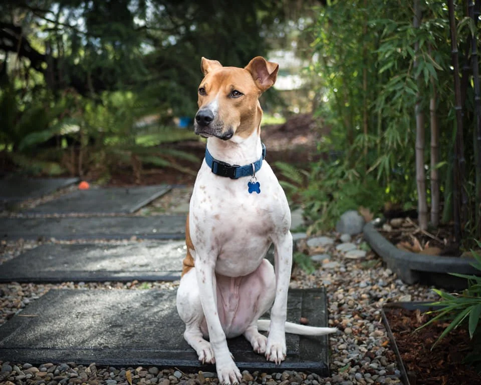 Adopter Benefits — One Tail At A Time PDX