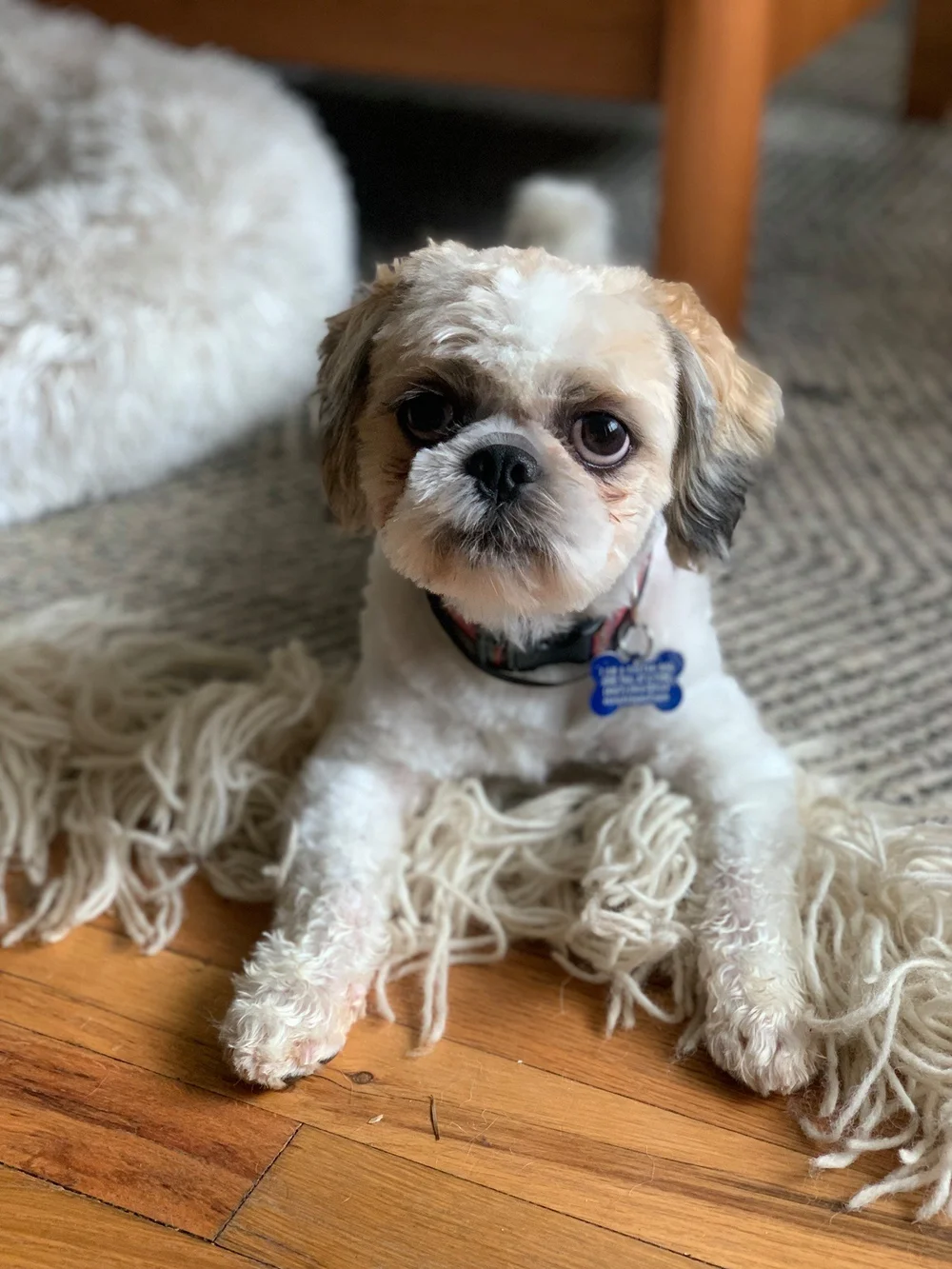 Adopter Benefits — One Tail At A Time PDX