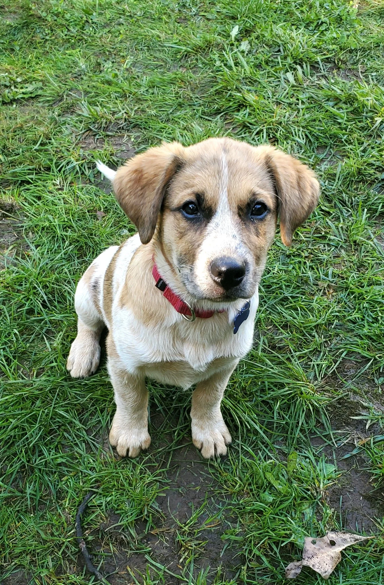 Adoption process — One Tail At A Time PDX