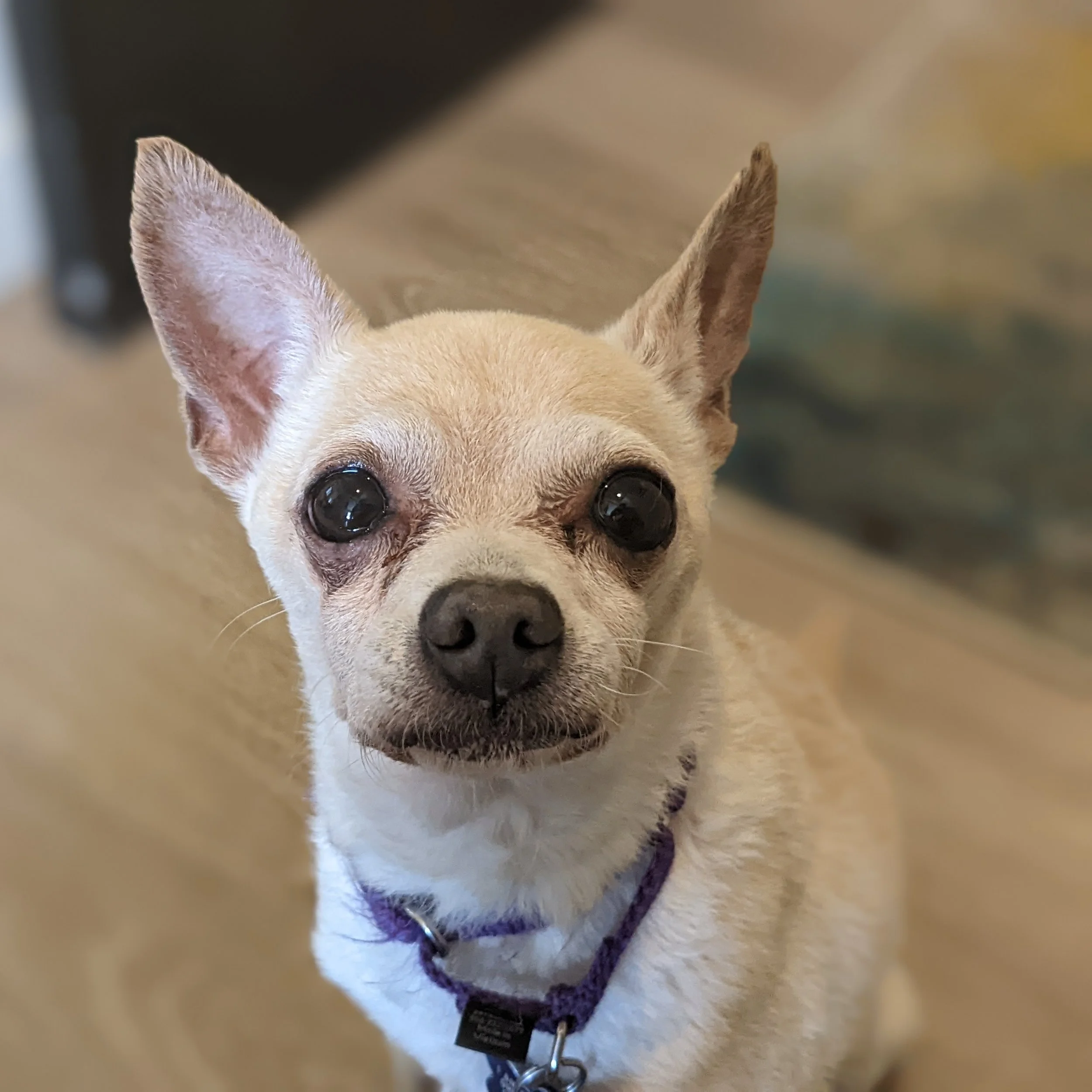 Adoption process — One Tail At A Time PDX