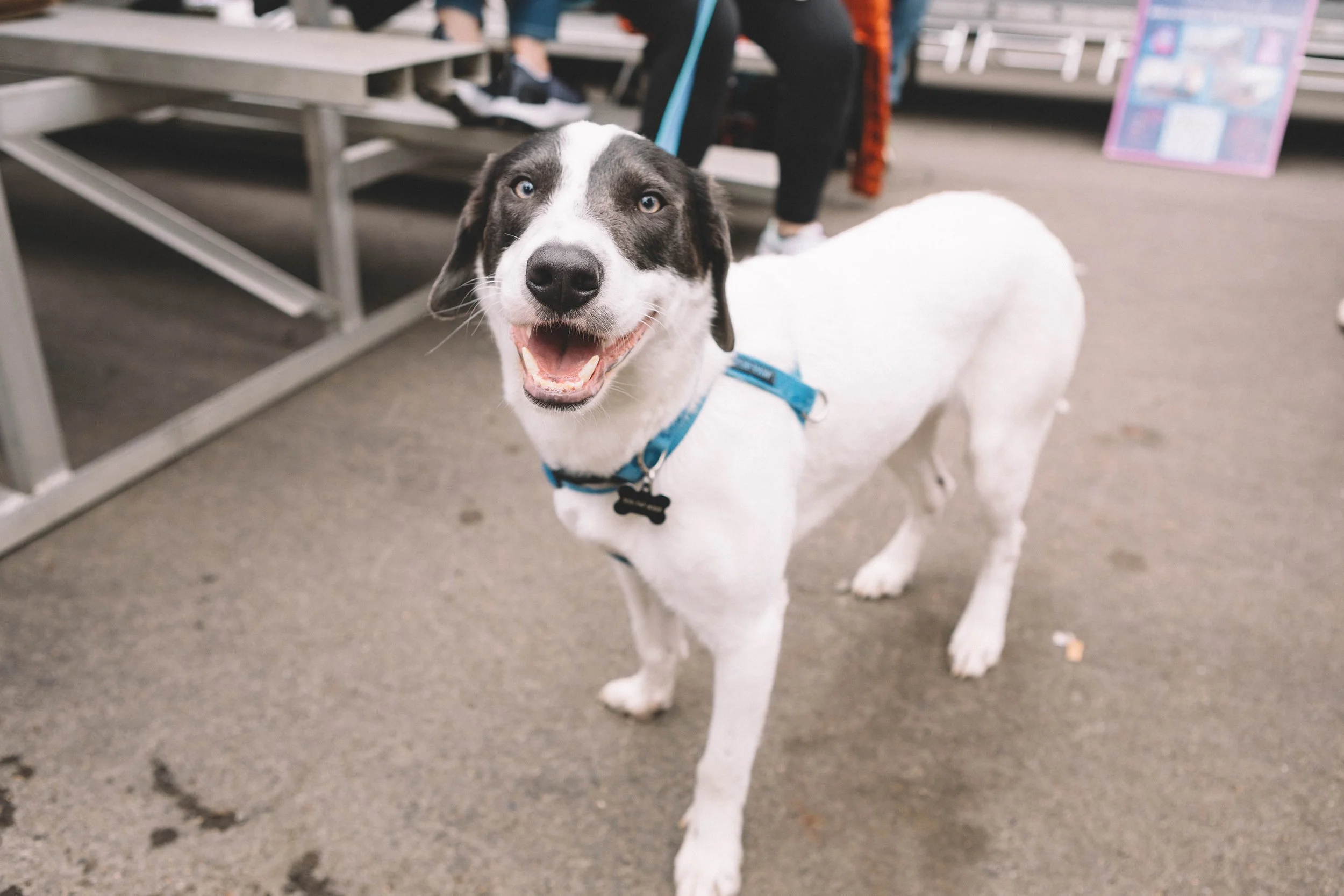 Adoption process — One Tail At A Time PDX
