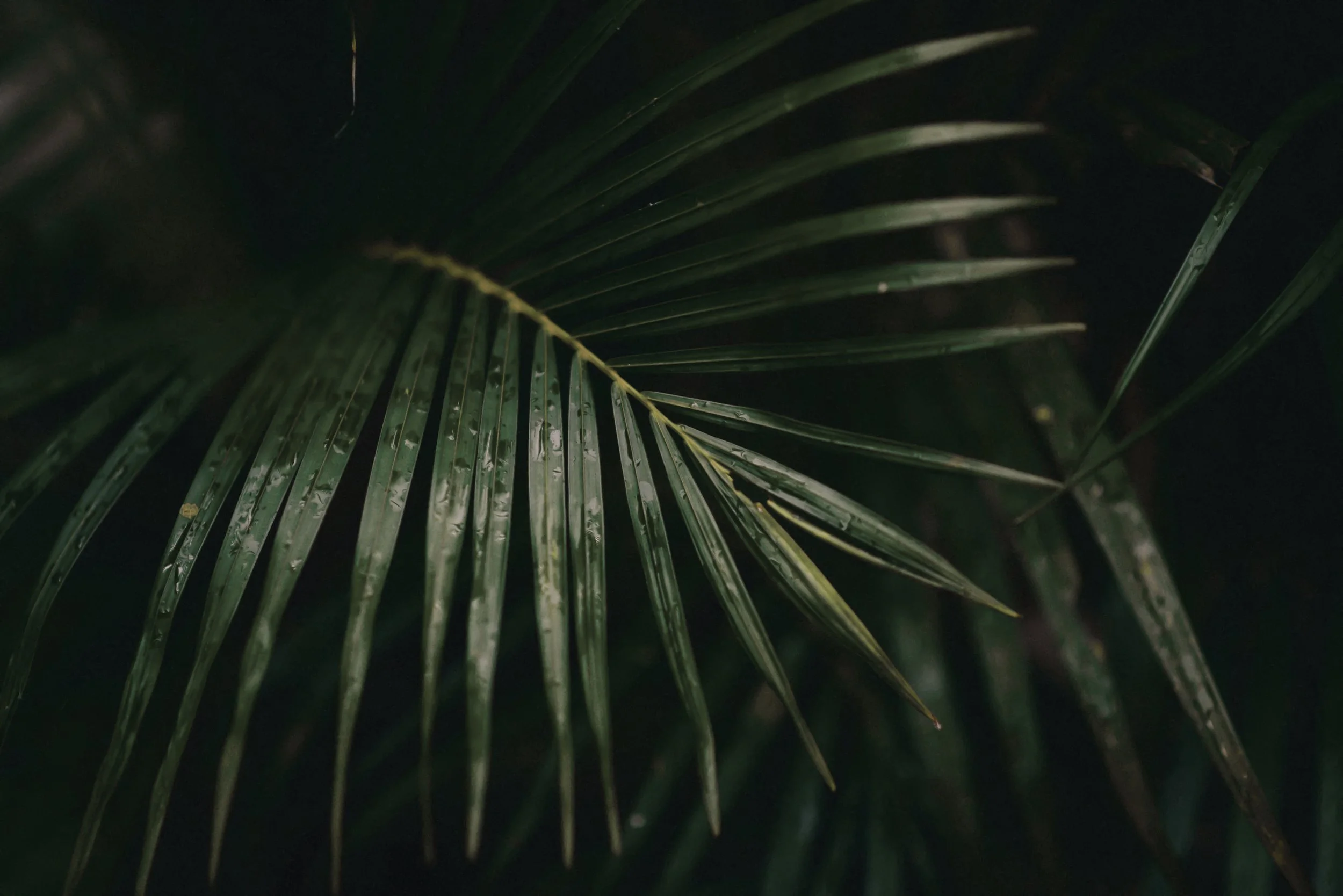 Fit3D: Body Composition Scan — NJOY