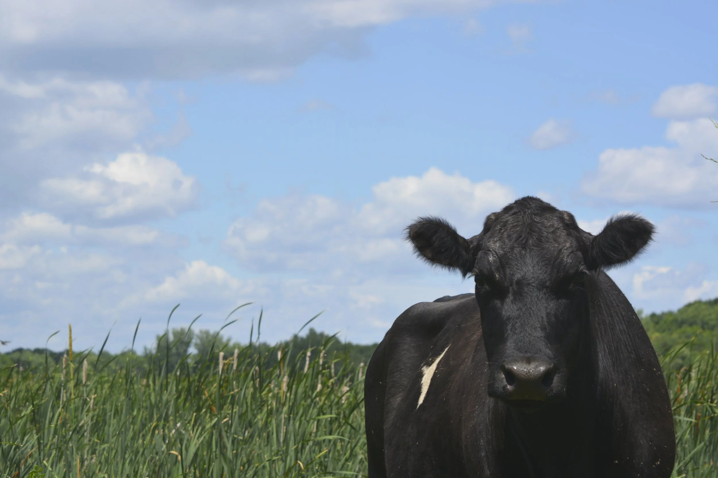 Klaers Family Farm High Quality Beef Farm Fresh Eggs 100 Raw klaers-family-farm-high-quality-beef-farm-fresh-eggs-100-raw