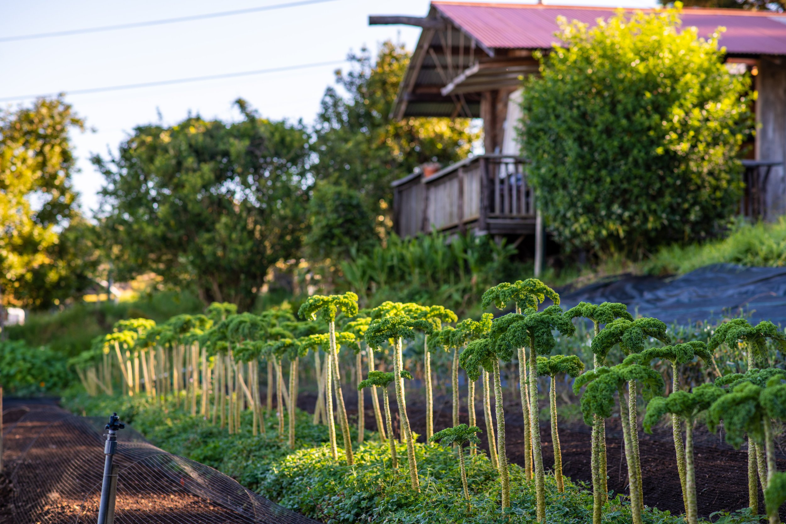 Directions to the Farm — O'o Farm