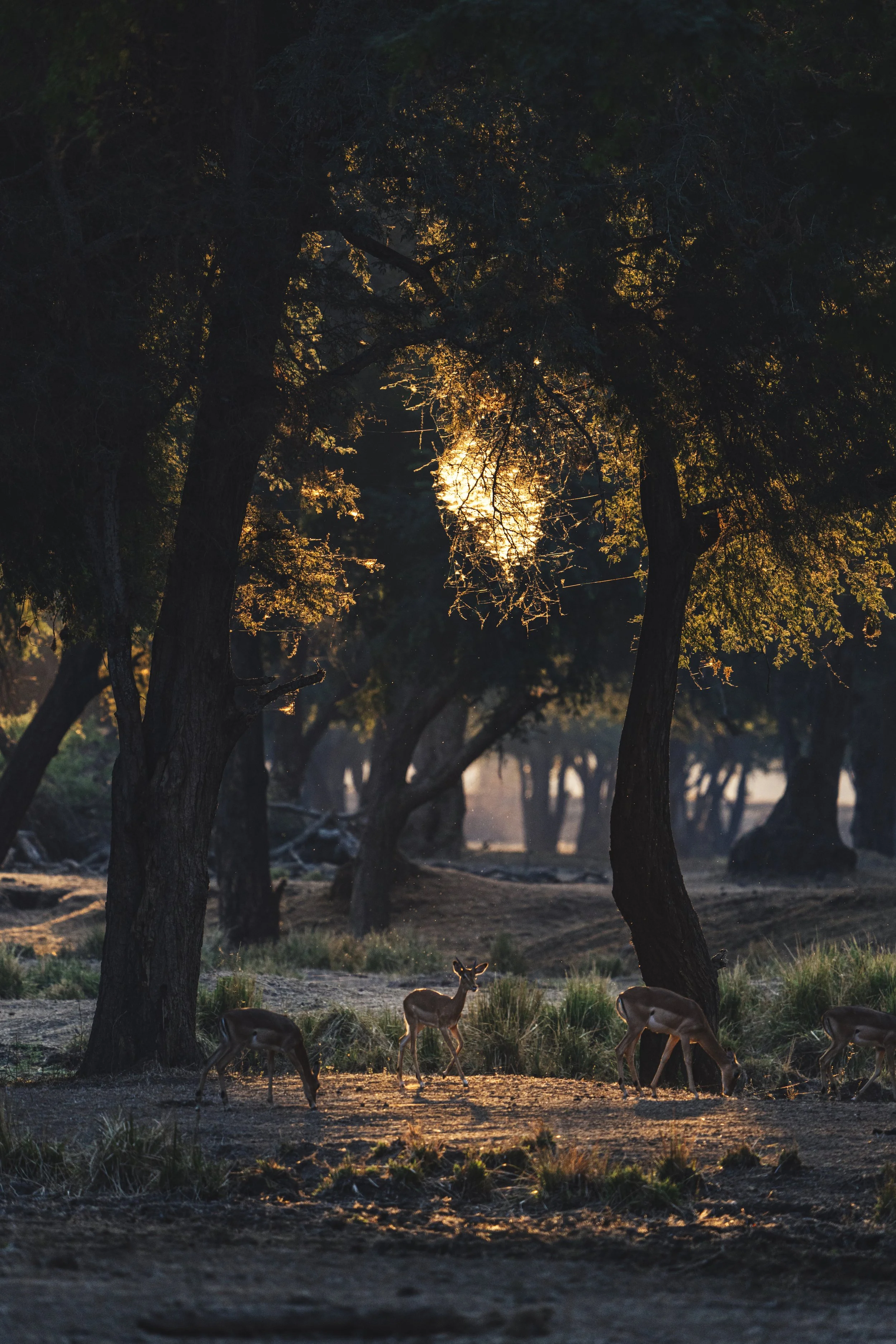 Anabezi - Zambia’s Leading Luxury Tented Camp