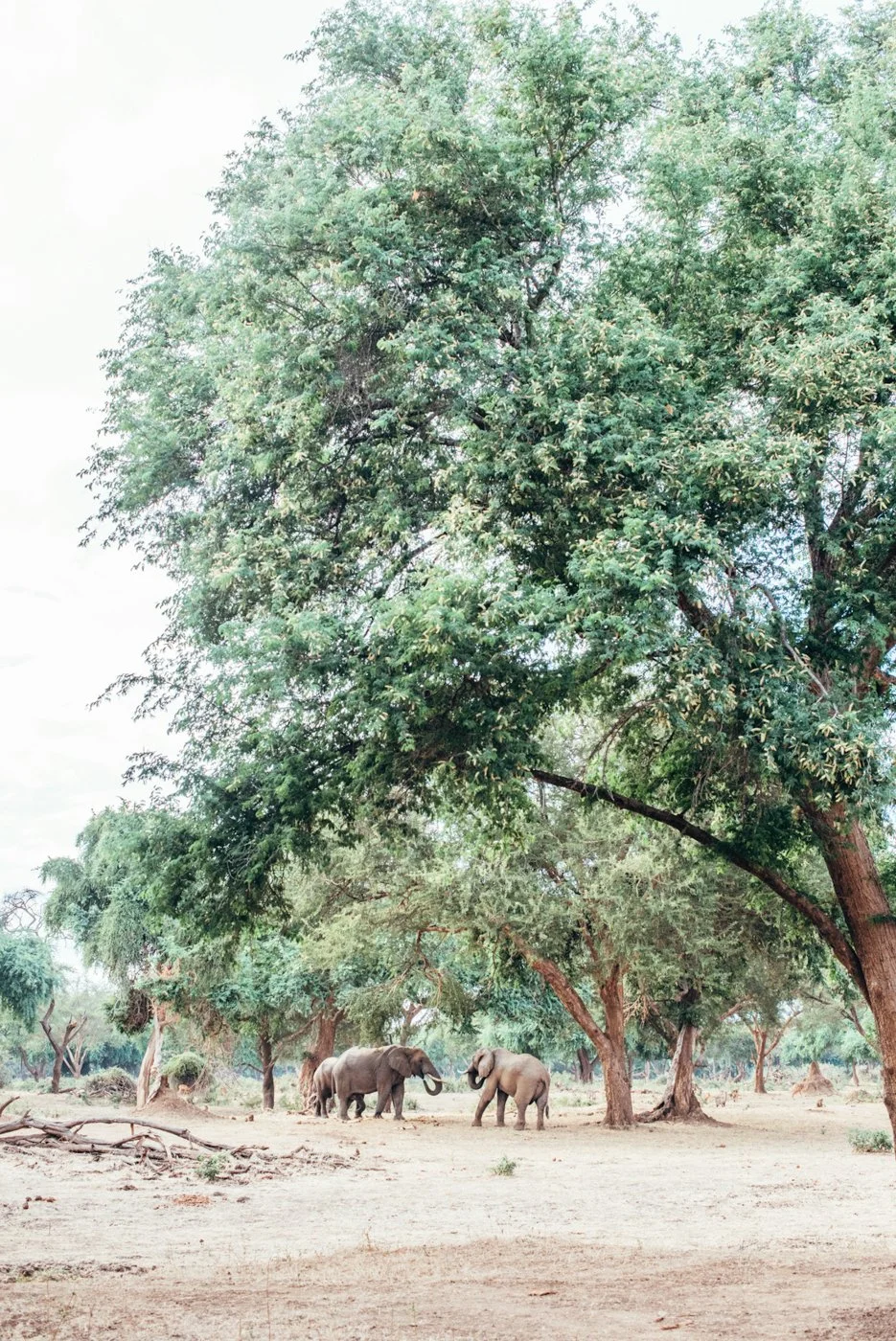 Anabezi - Zambia’s Leading Luxury Tented Camp
