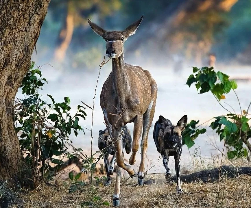 The All New Mushika Deck Is Here