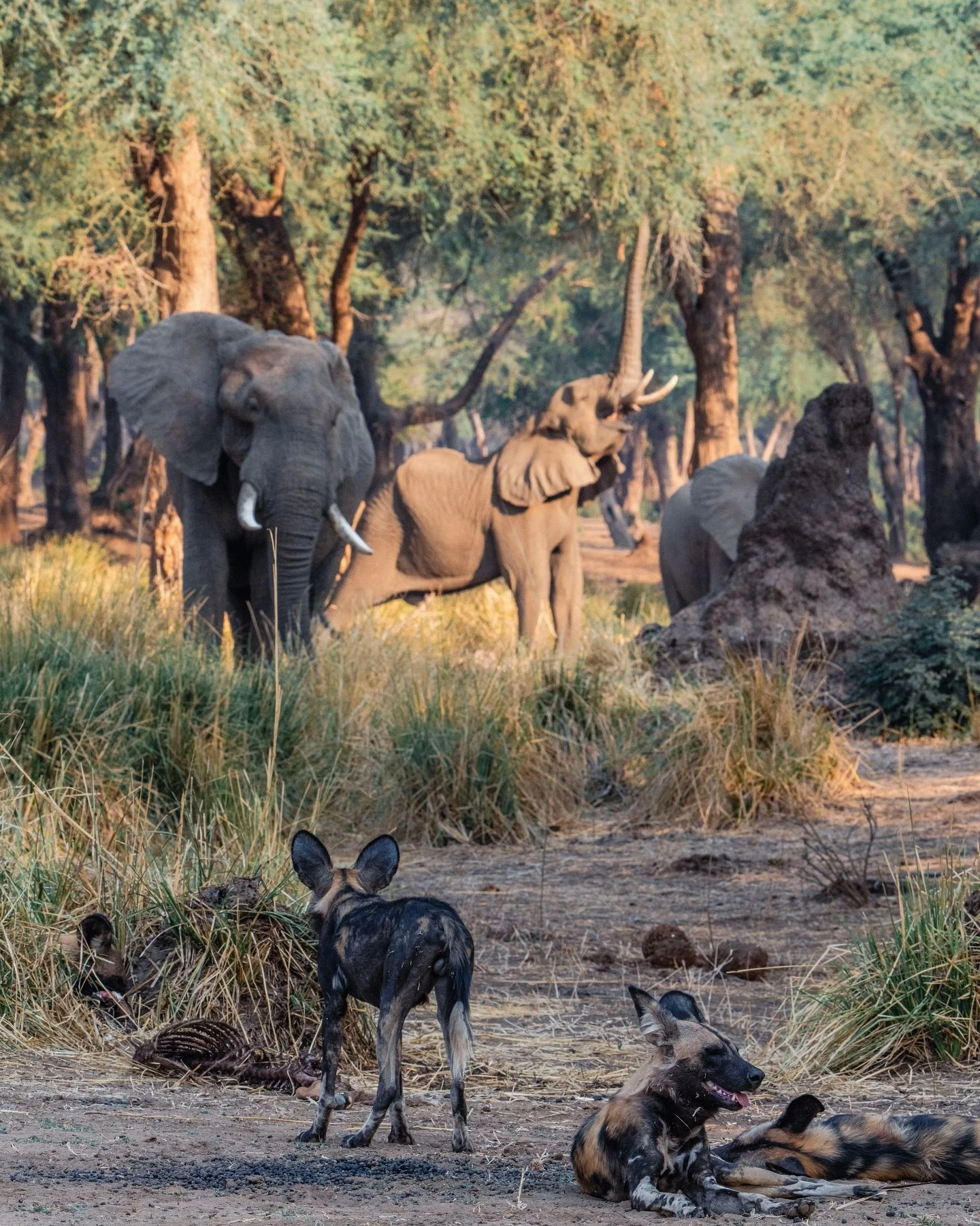 The Challenges of Lion Cubs: Surviving the Wild to Adulthood
