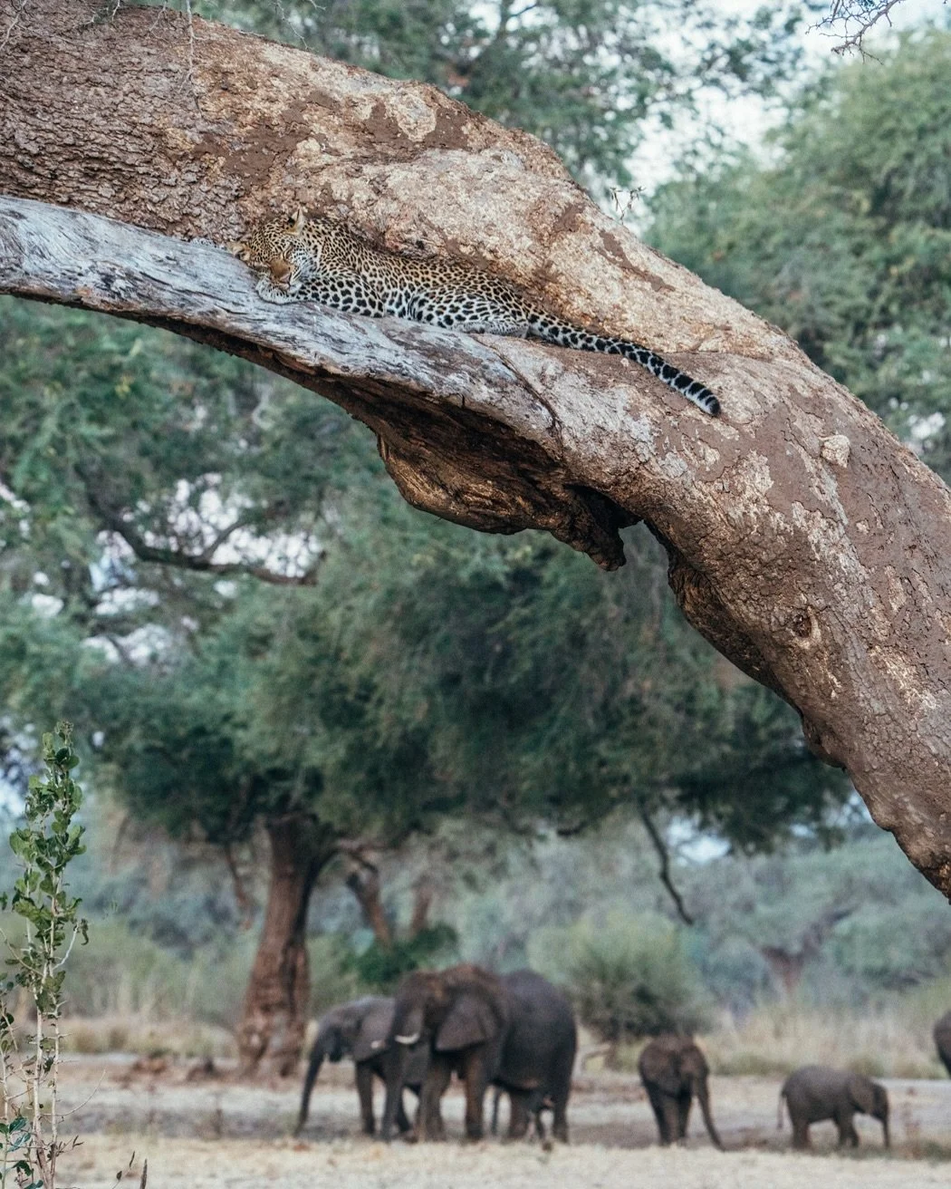 The Enigmatic Mythology of Leopards: Tracing their History in African ...