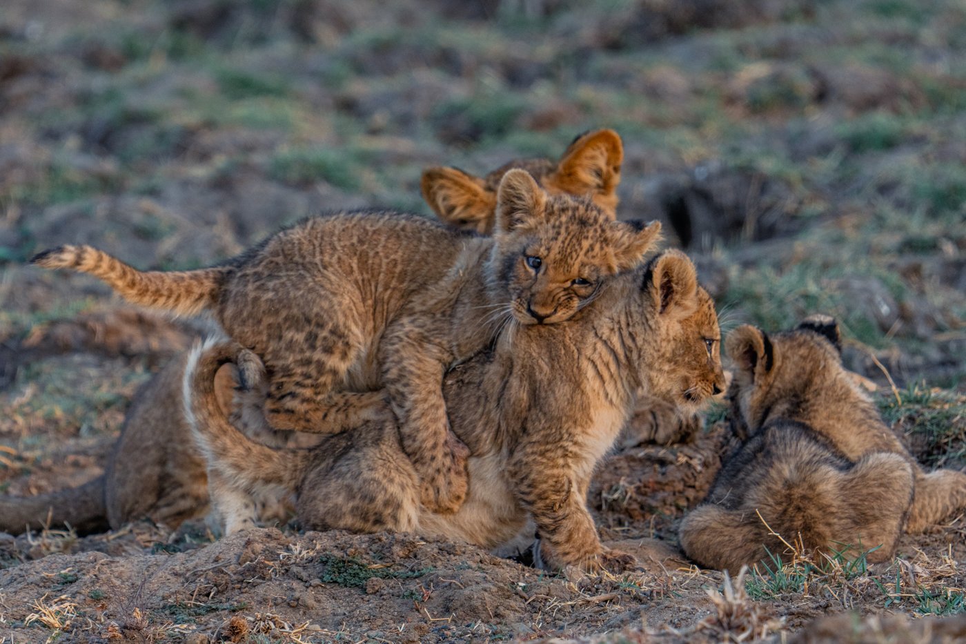 The Challenges of Lion Cubs: Surviving the Wild to Adulthood