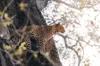 The Enigmatic Mythology of Leopards: Tracing their History in African ...