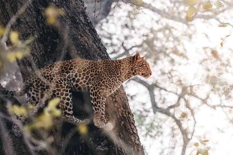 The Enigmatic Mythology of Leopards: Tracing their History in African ...