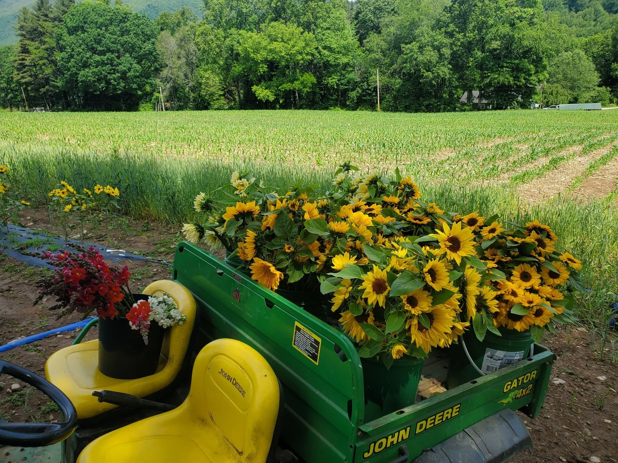 Shop — Pinnacle Farms