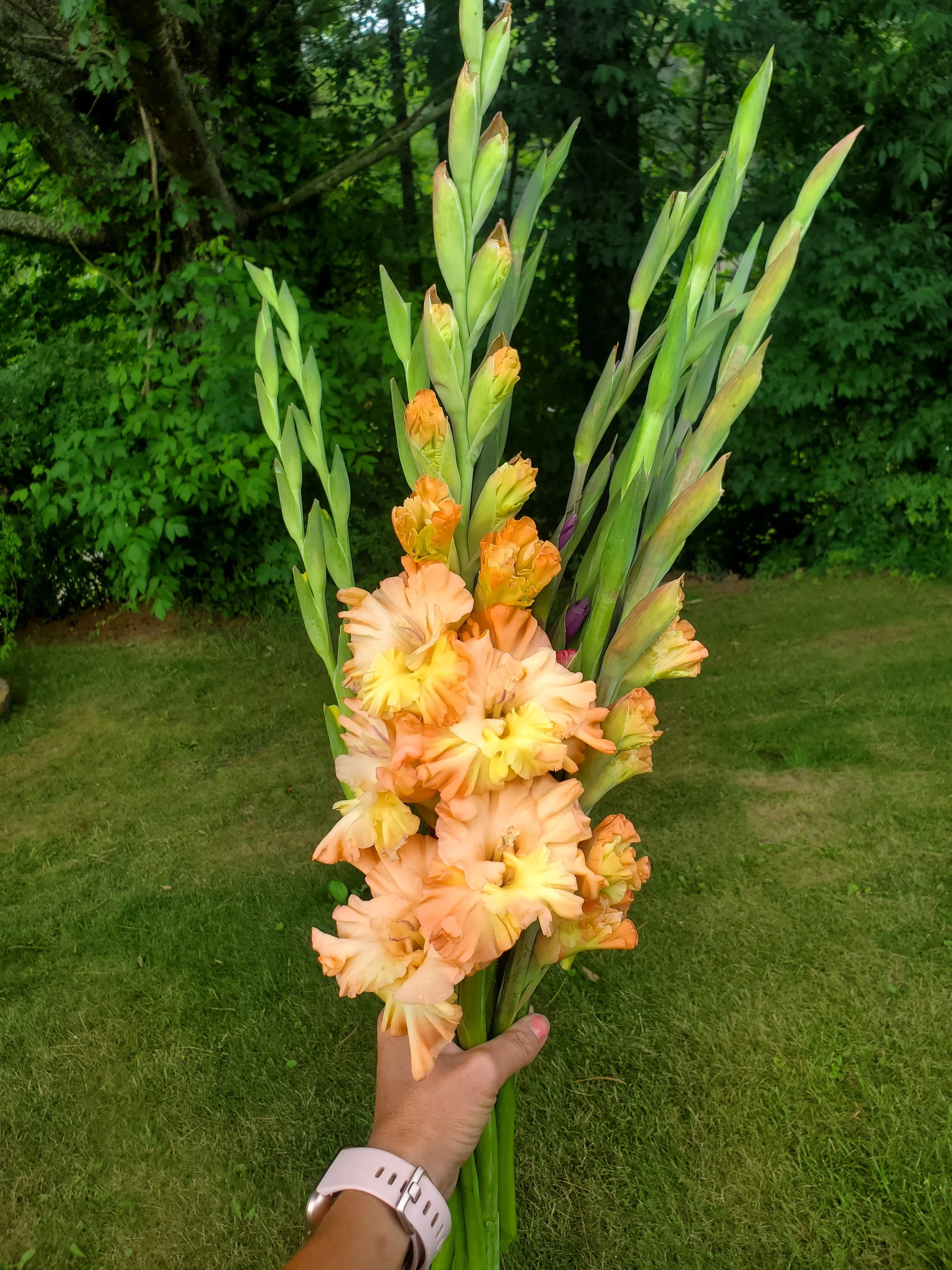 Shop — Pinnacle Farms