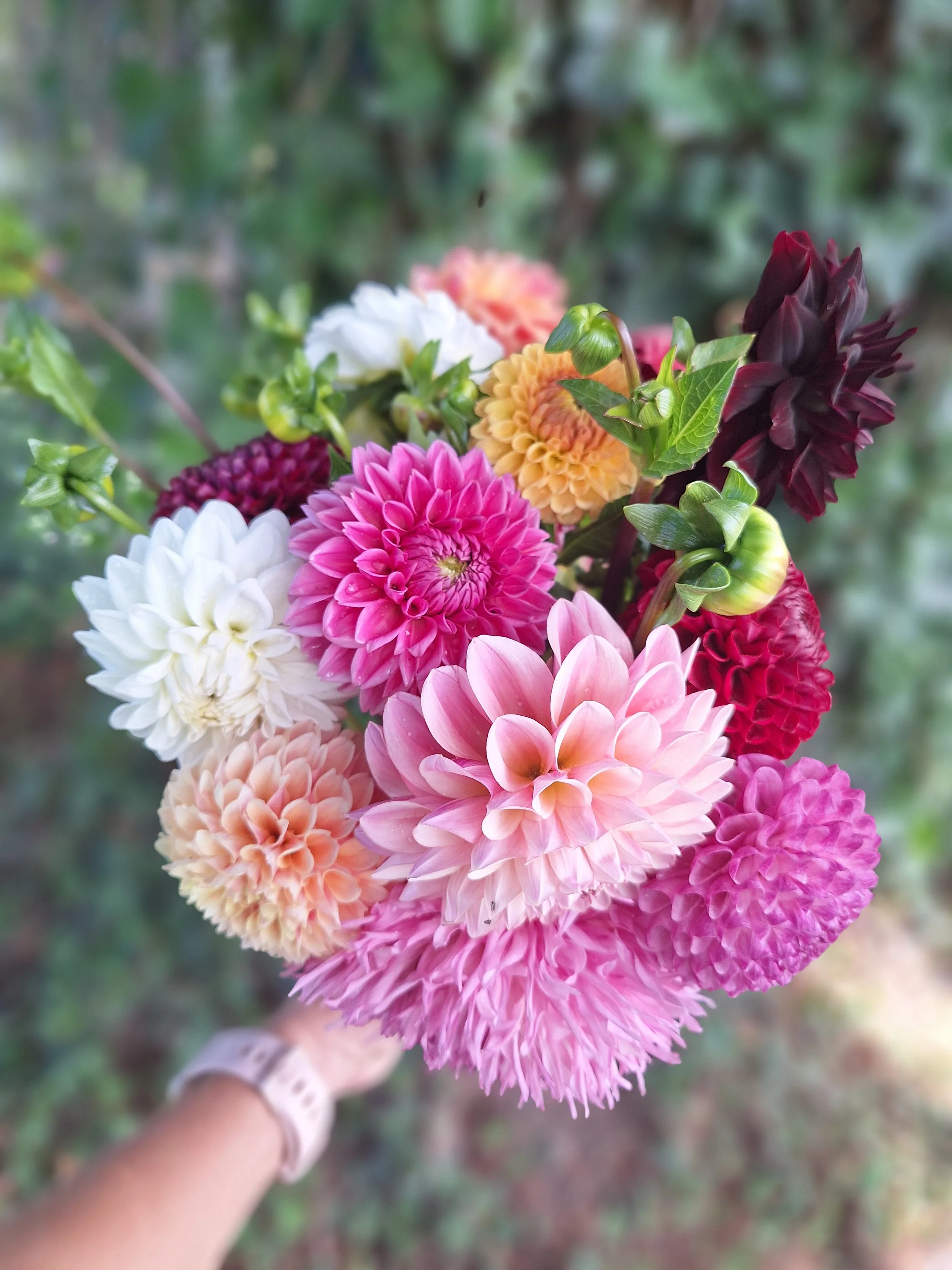 Local cut flowers, you-pick flowers