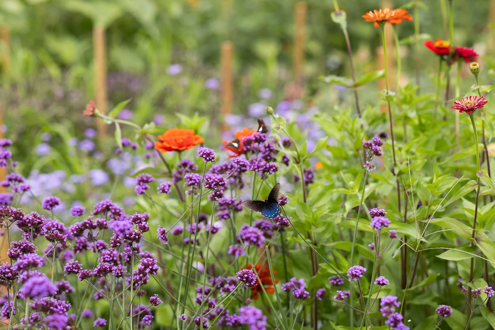 Local cut flowers, you-pick flowers