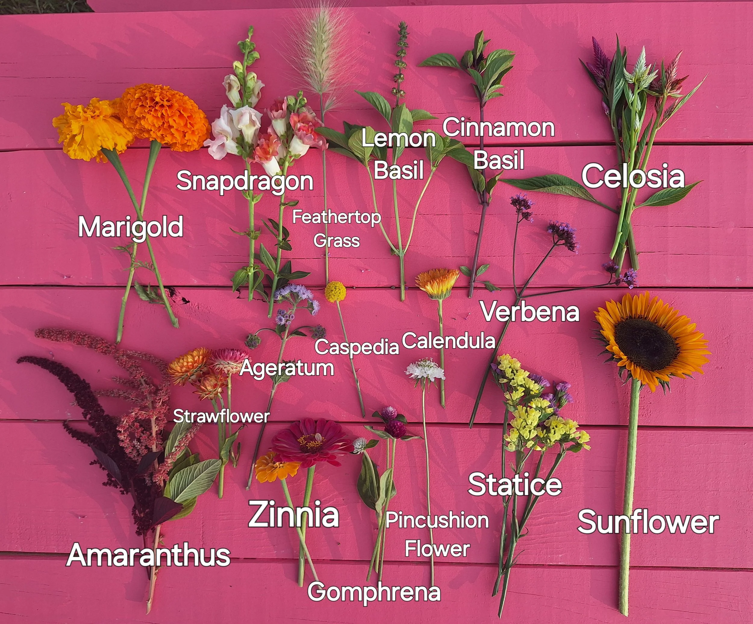 Local cut flowers, you-pick flowers