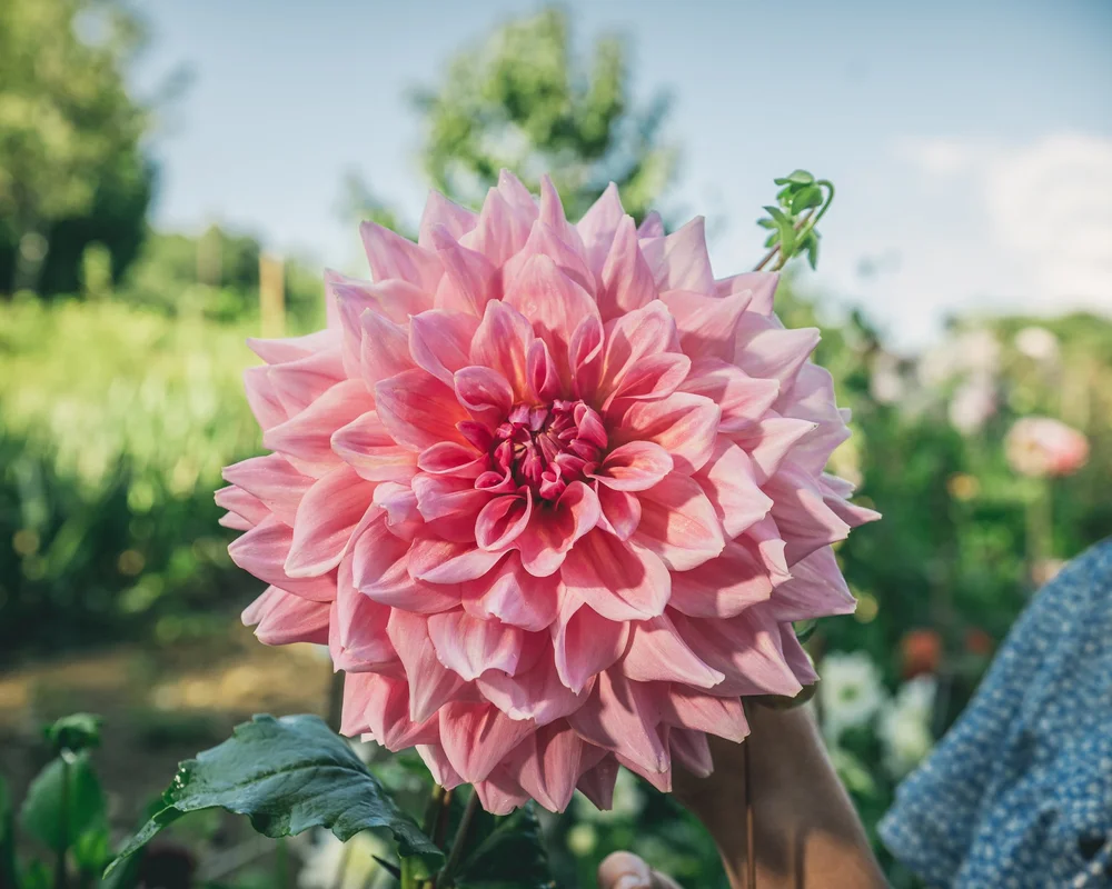 Local cut flowers, you-pick flowers