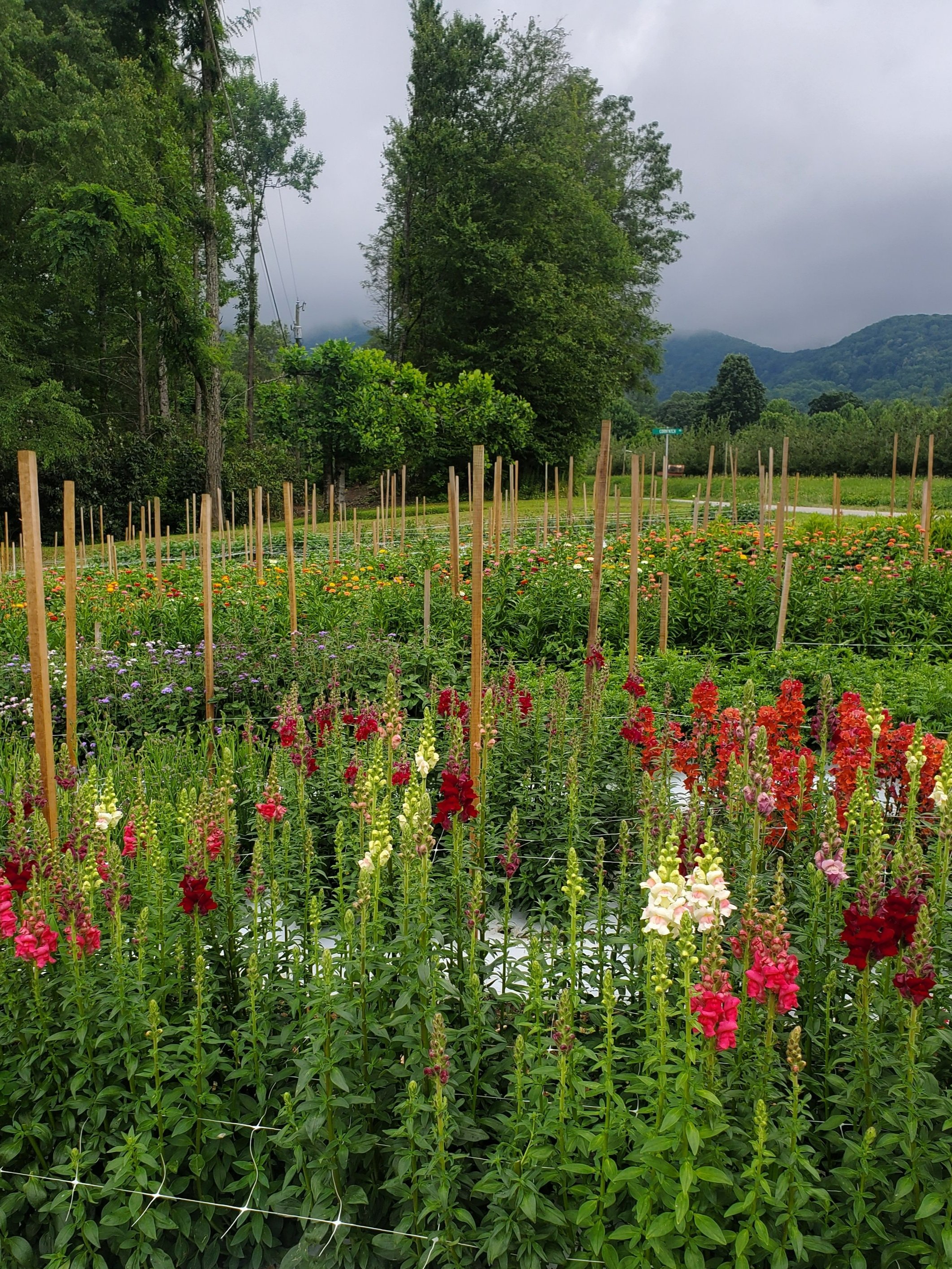 Local cut flowers, you-pick flowers