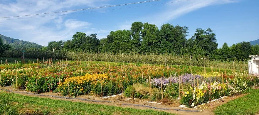 You-Pick Flowers — Pinnacle Farms