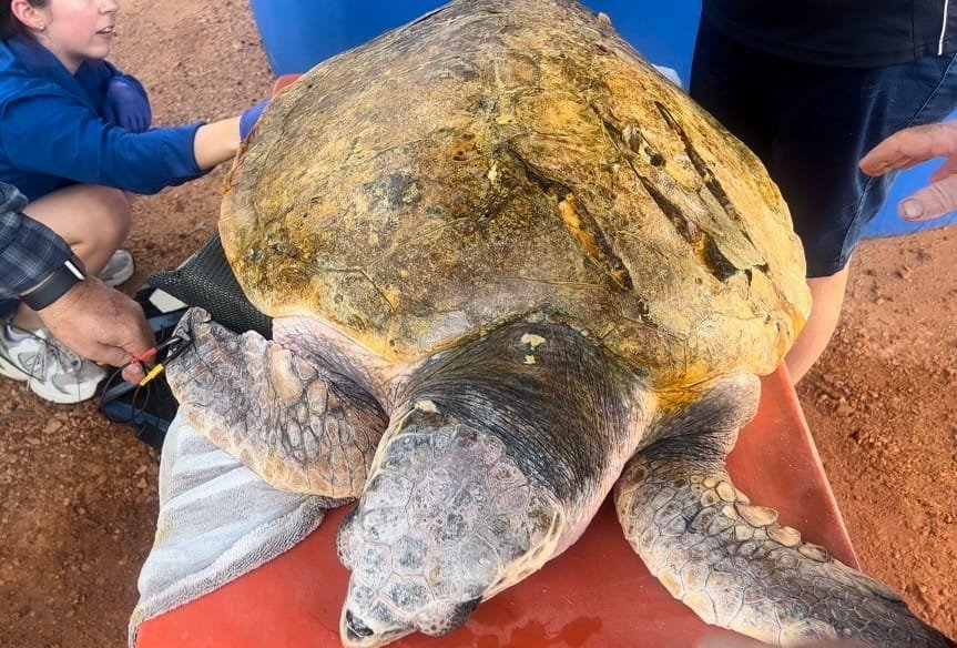 Critically Endangered Hawksbill Turtle Found Deceased on Cable Beach ...